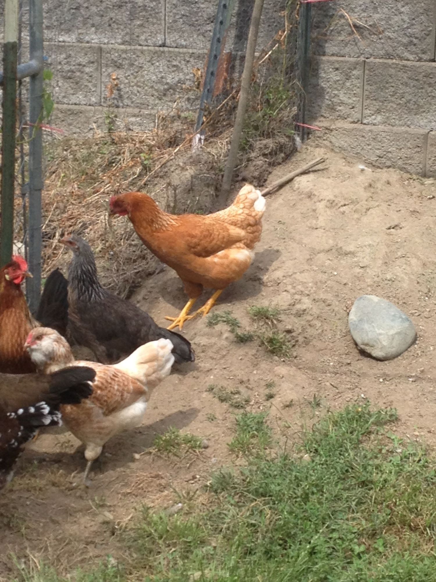 Cockerel or Pullet? Welsummers? Easter eggers? Speckled sussexes? HELP ...