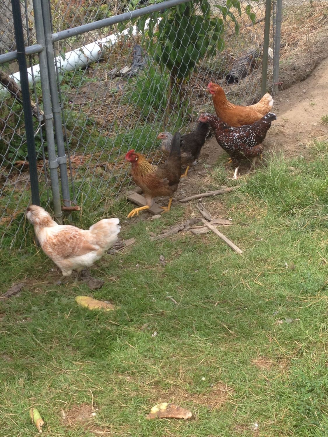 Cockerel or Pullet? Welsummers? Easter eggers? Speckled sussexes? HELP ...