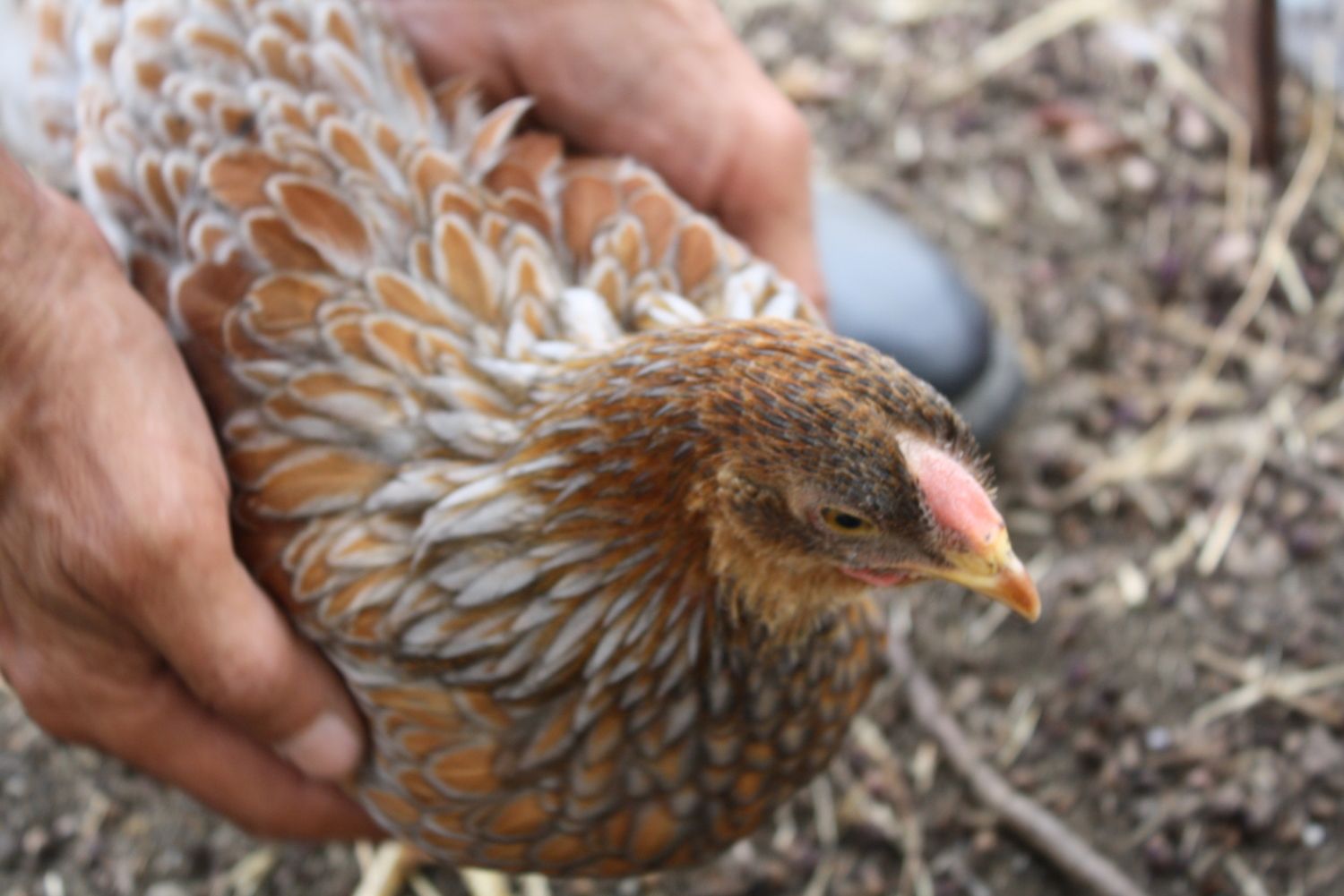 Blrw And Copper Maran 9 Wks Gender Backyard Chickens Learn How To Raise Chickens