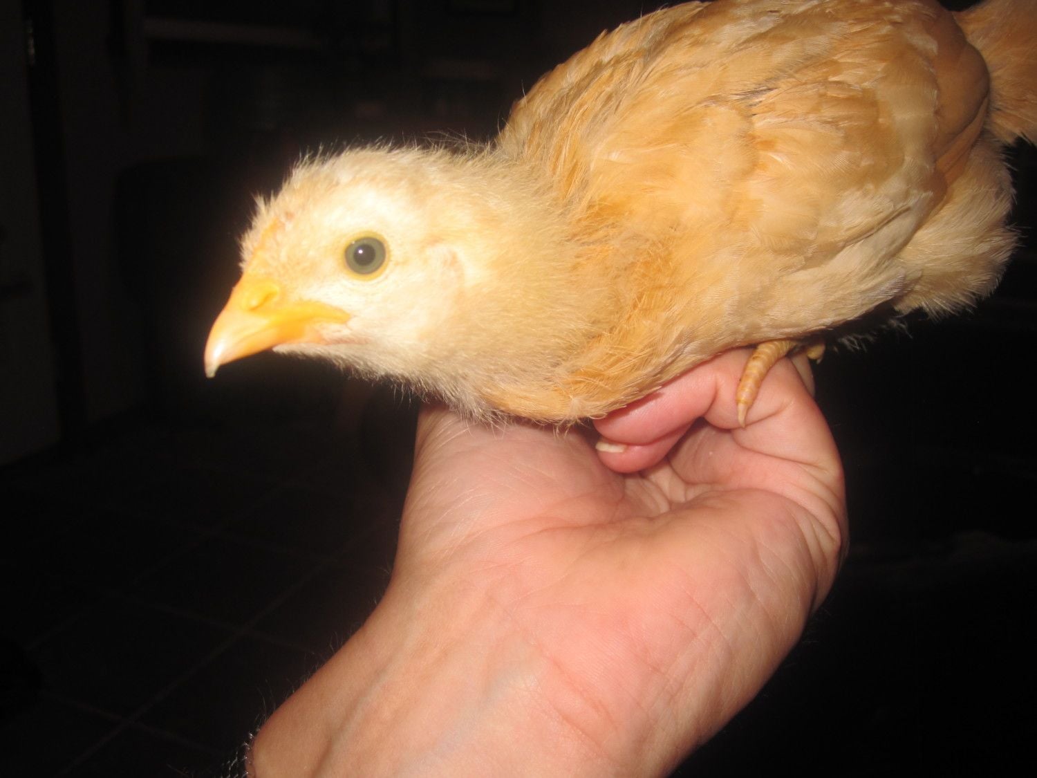 3 week old buff orpington | BackYard Chickens - Learn How to Raise Chickens