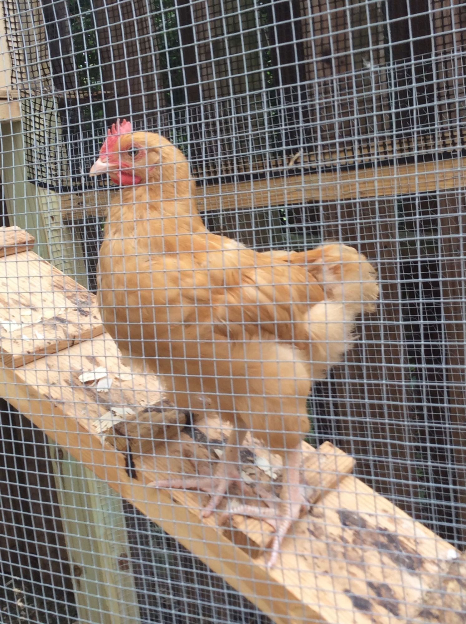 8 week buff Orpington, hen or roo? | BackYard Chickens - Learn How to ...