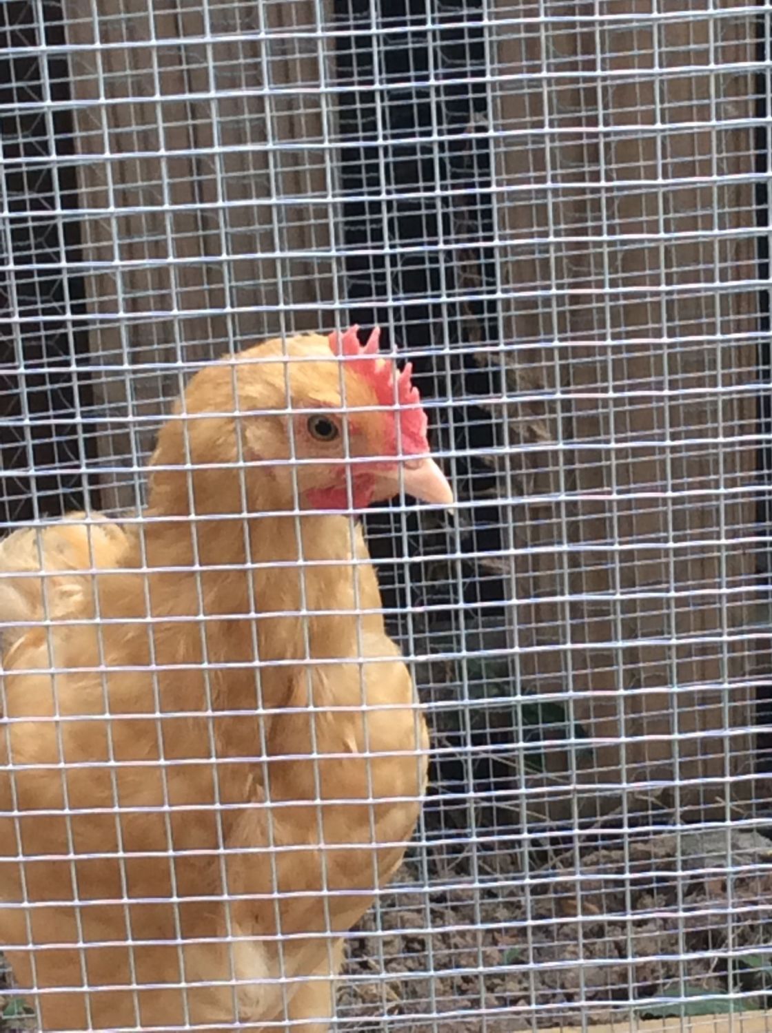 8 week buff Orpington, hen or roo? | BackYard Chickens - Learn How to ...