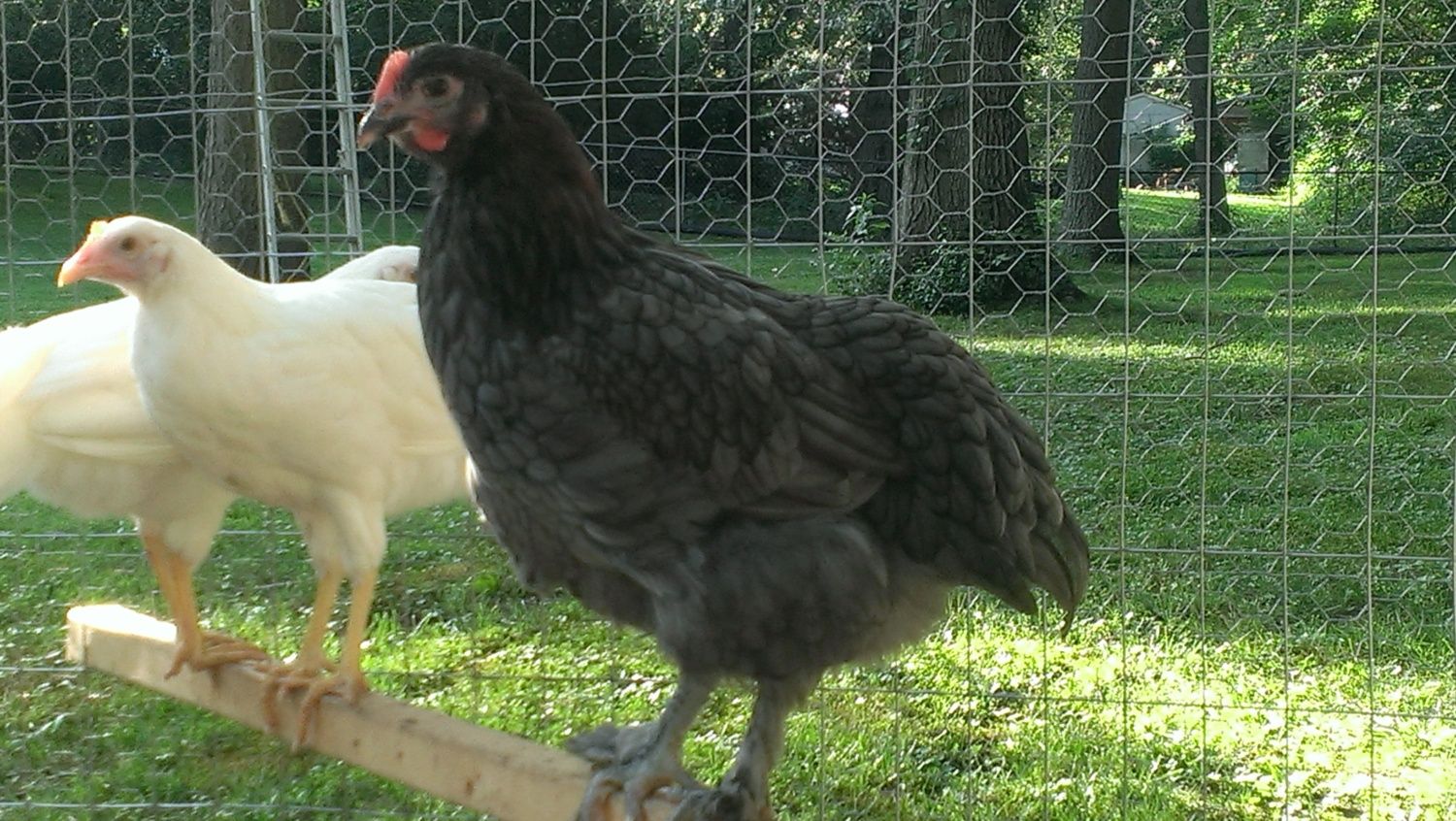 Blue copper maran..hen or roo? | BackYard Chickens - Learn How to Raise ...