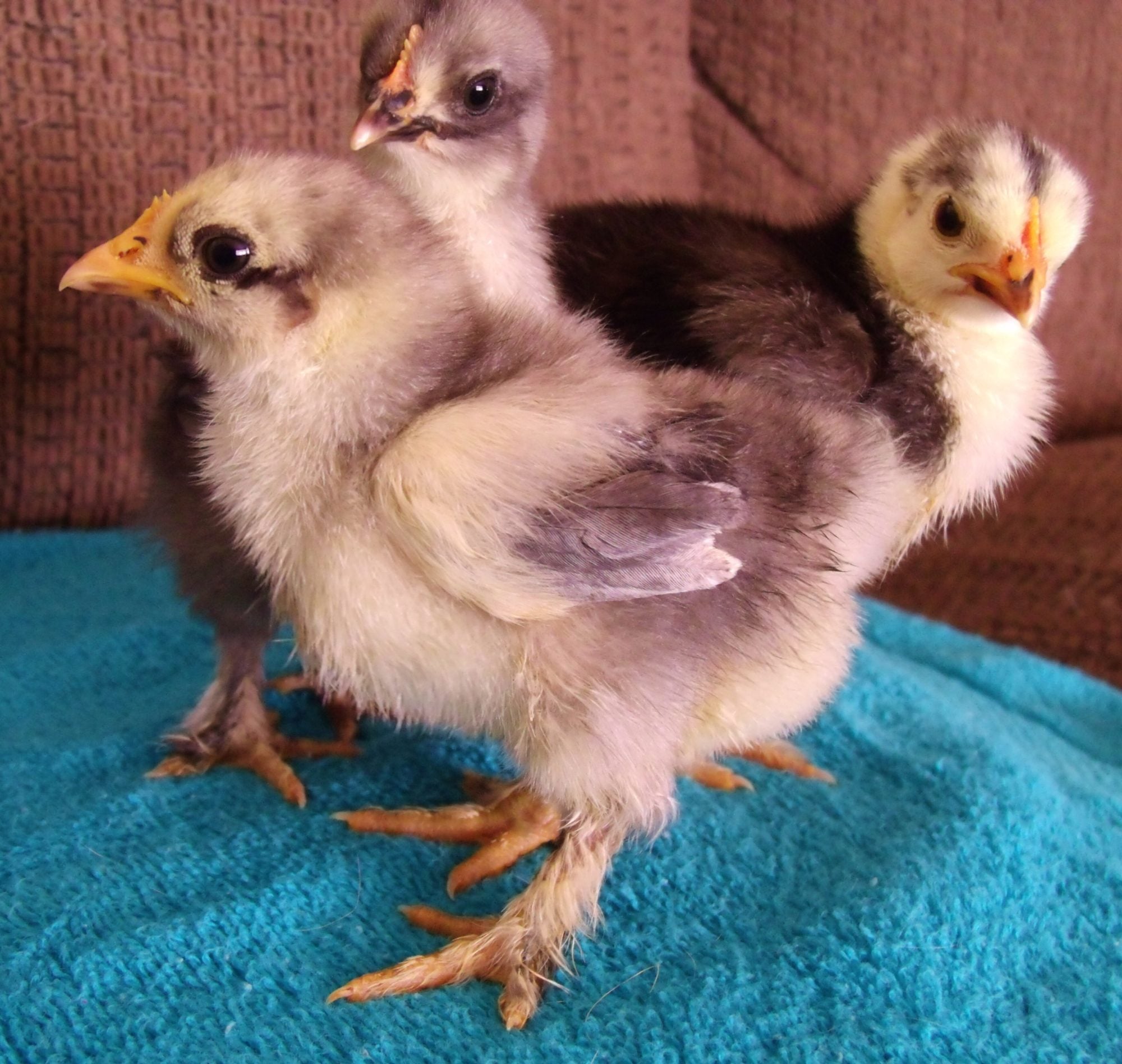 Bantam Cochins 3 Weeks Old Any guesses? | BackYard Chickens - Learn How ...