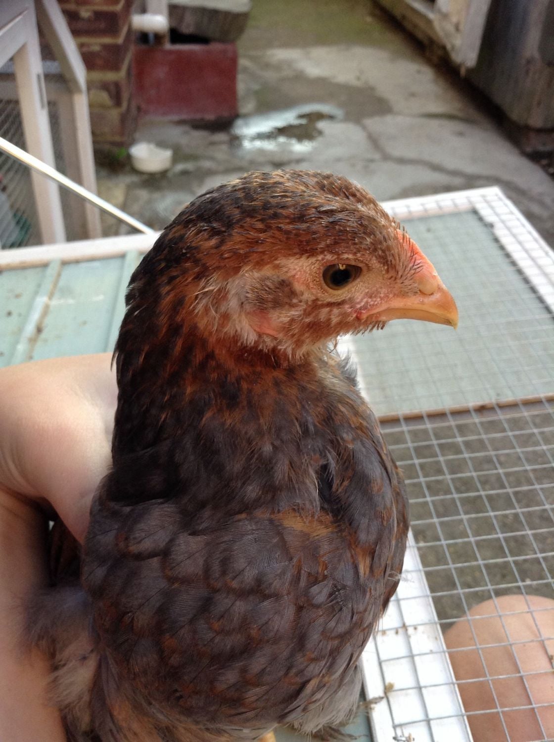 Sexing brahma chicks | BackYard Chickens - Learn How to Raise Chickens