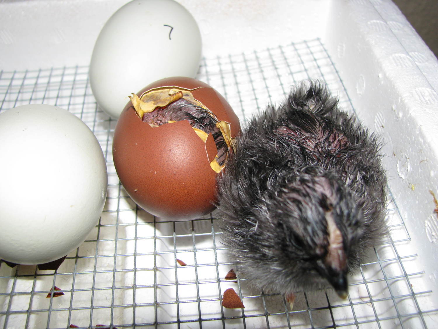 Marans & Olive Egger Hatch | BackYard Chickens - Learn How to Raise ...