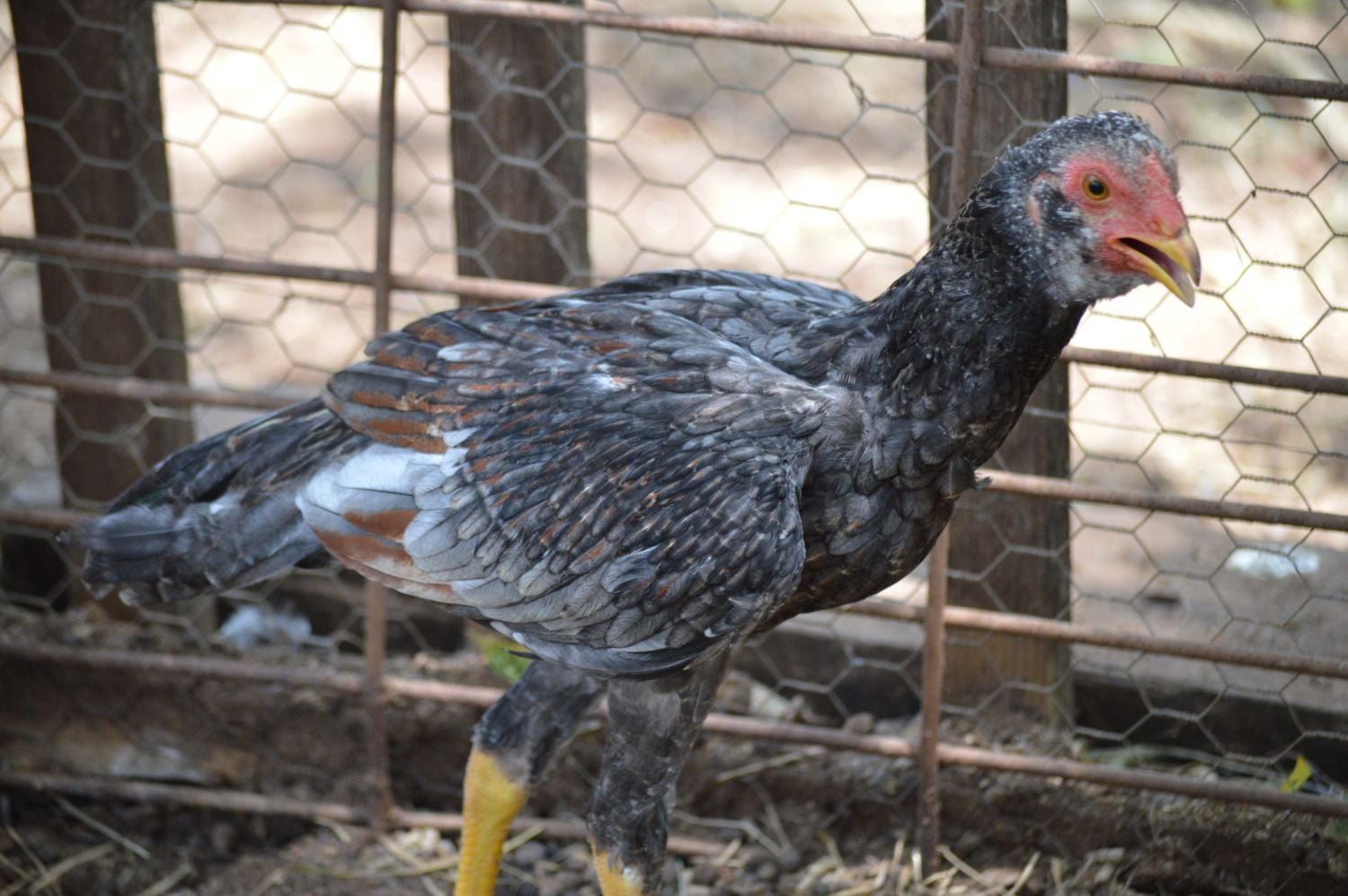 Need Help with Identification of Chicken | BackYard Chickens - Learn ...