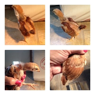 RIR 2 weeks old | BackYard Chickens - Learn How to Raise Chickens