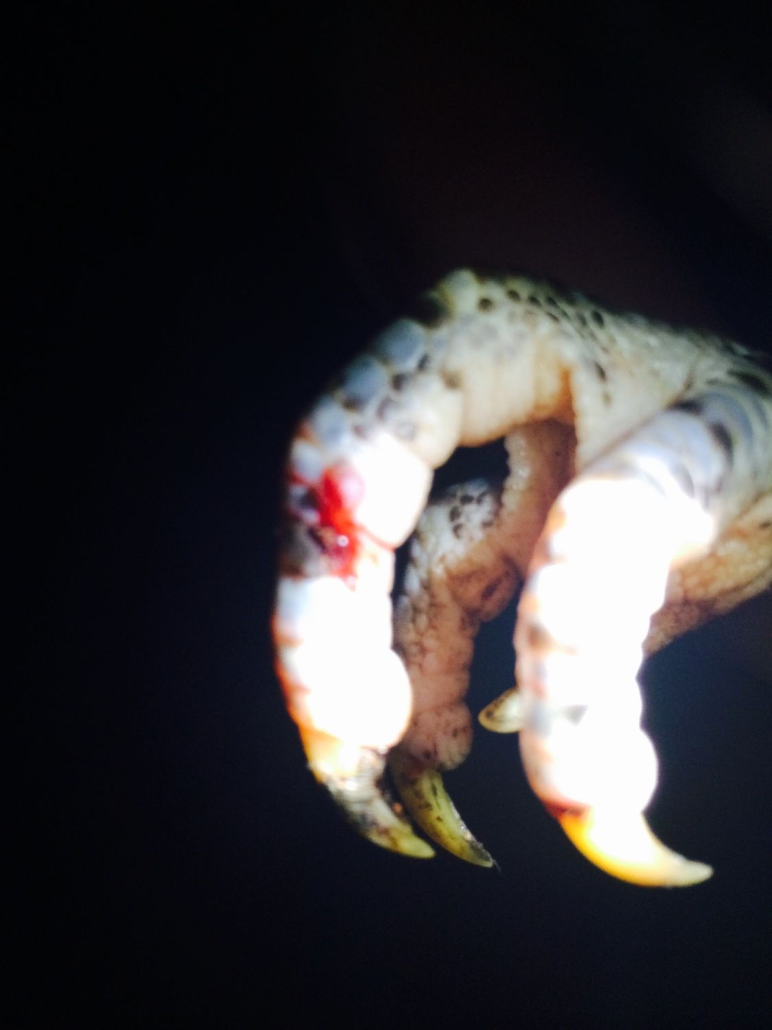 Bleeding bump on toe | BackYard Chickens - Learn How to Raise Chickens