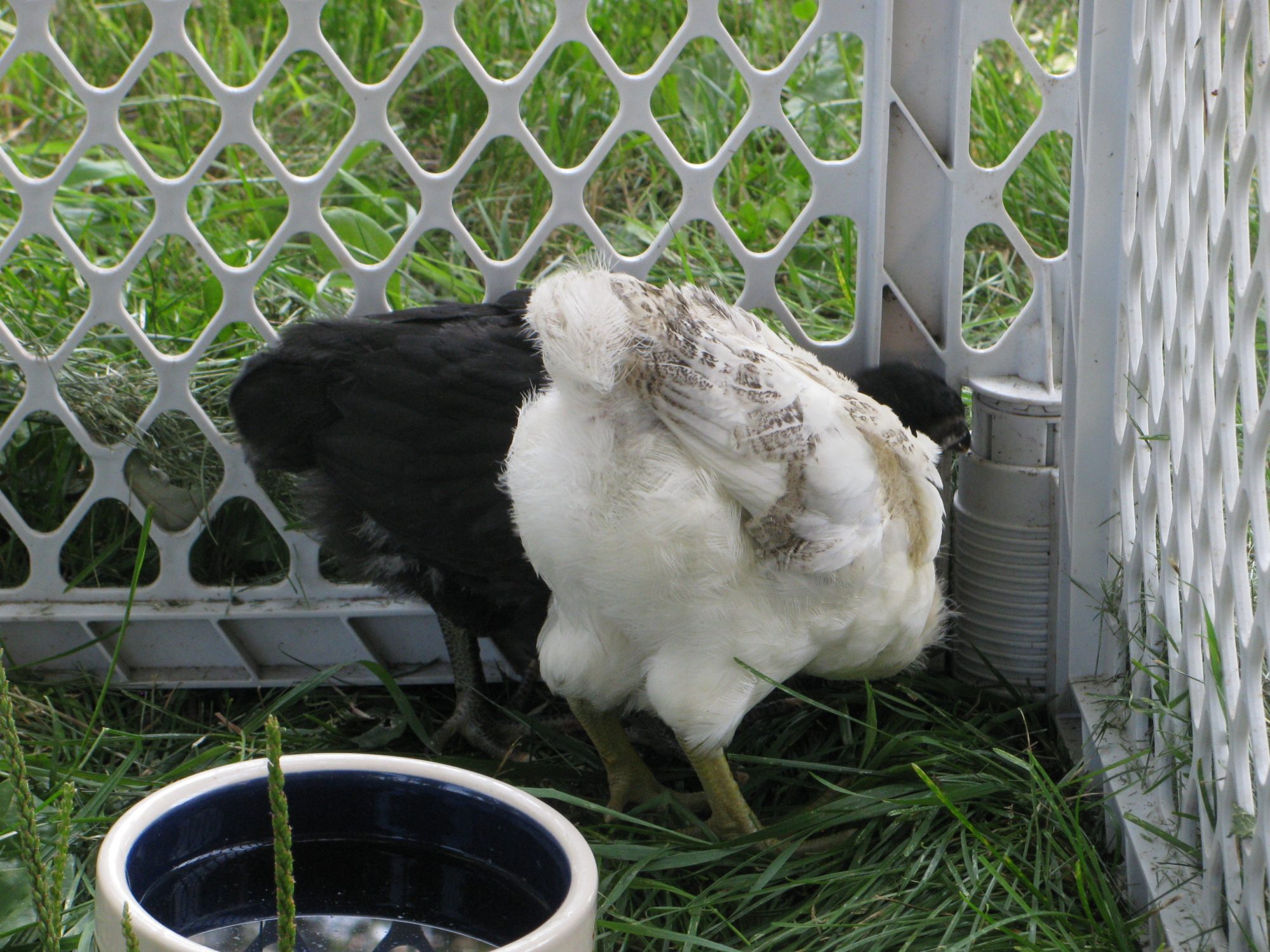 Black Australorp Buff Orpington Cross | Page 3 | BackYard Chickens ...