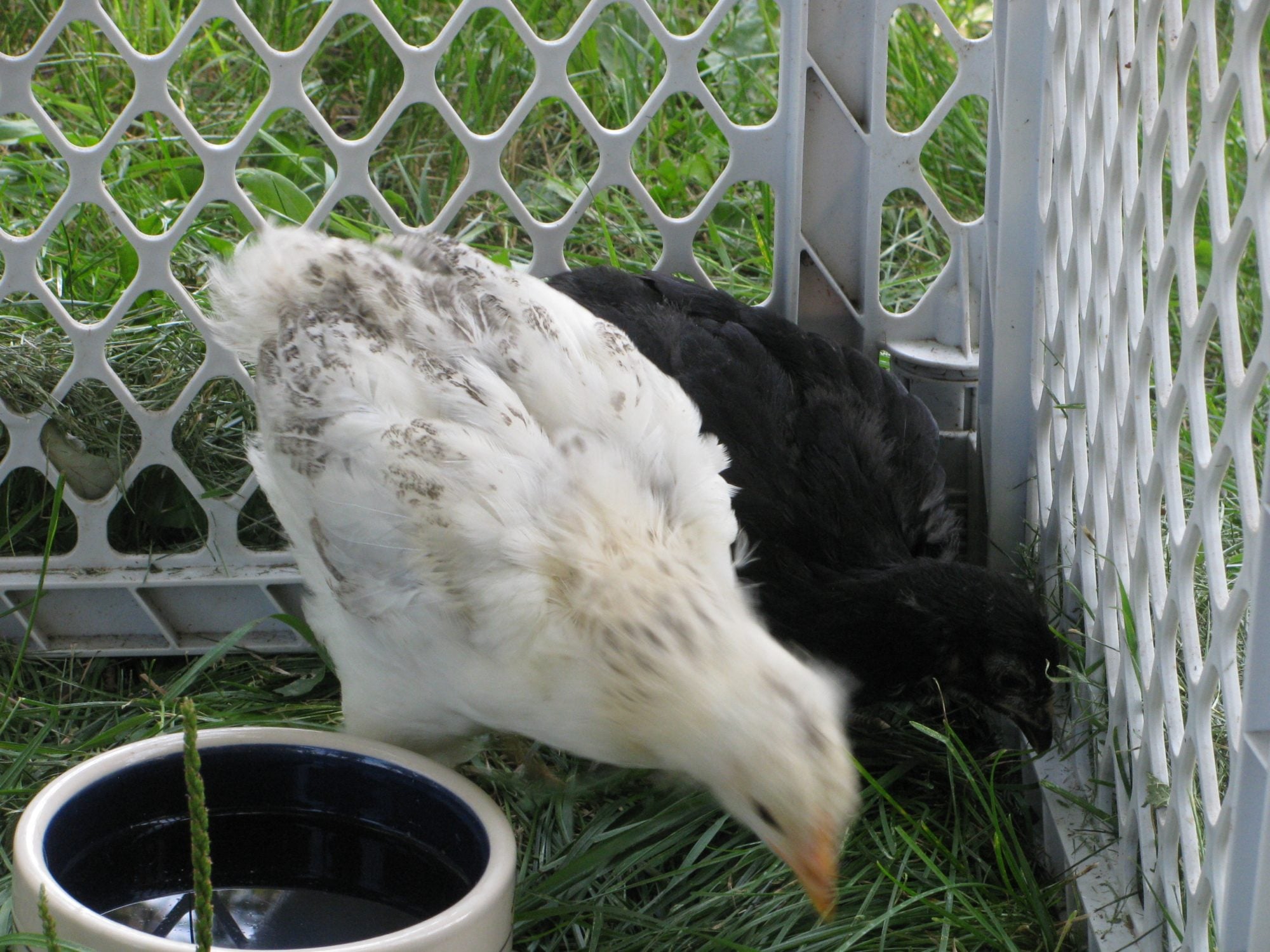 Black Australorp Buff Orpington Cross | Page 3 | BackYard Chickens ...
