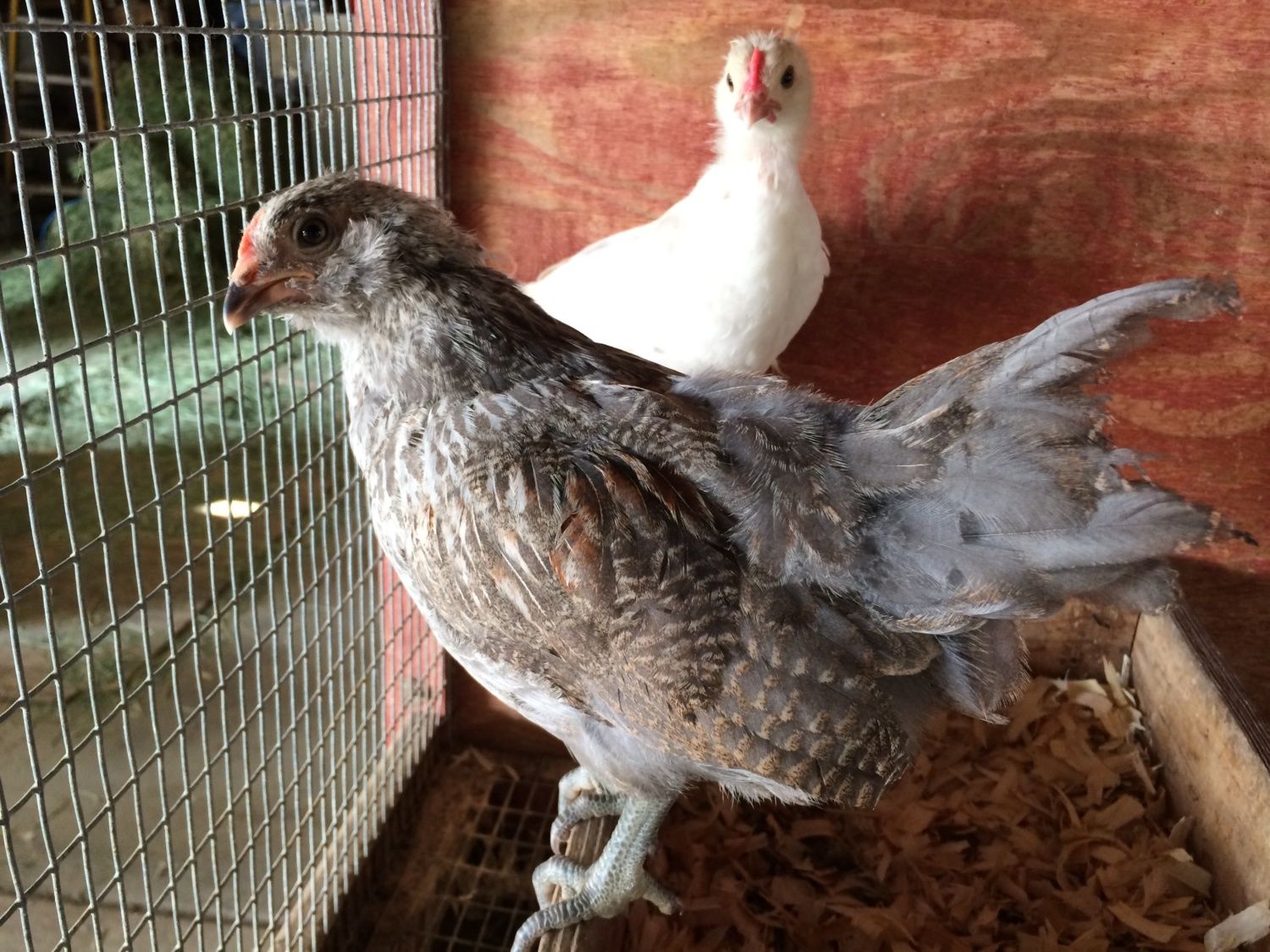 About 8 weeks old pea comb pullet or cockeral | BackYard Chickens ...