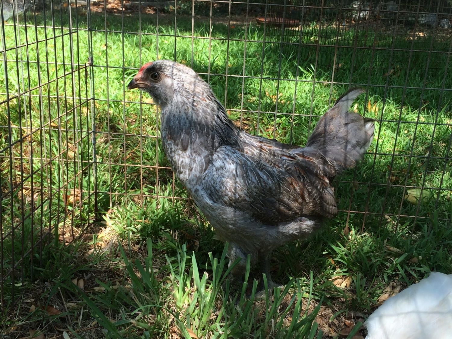About 8 weeks old pea comb pullet or cockeral | BackYard Chickens ...
