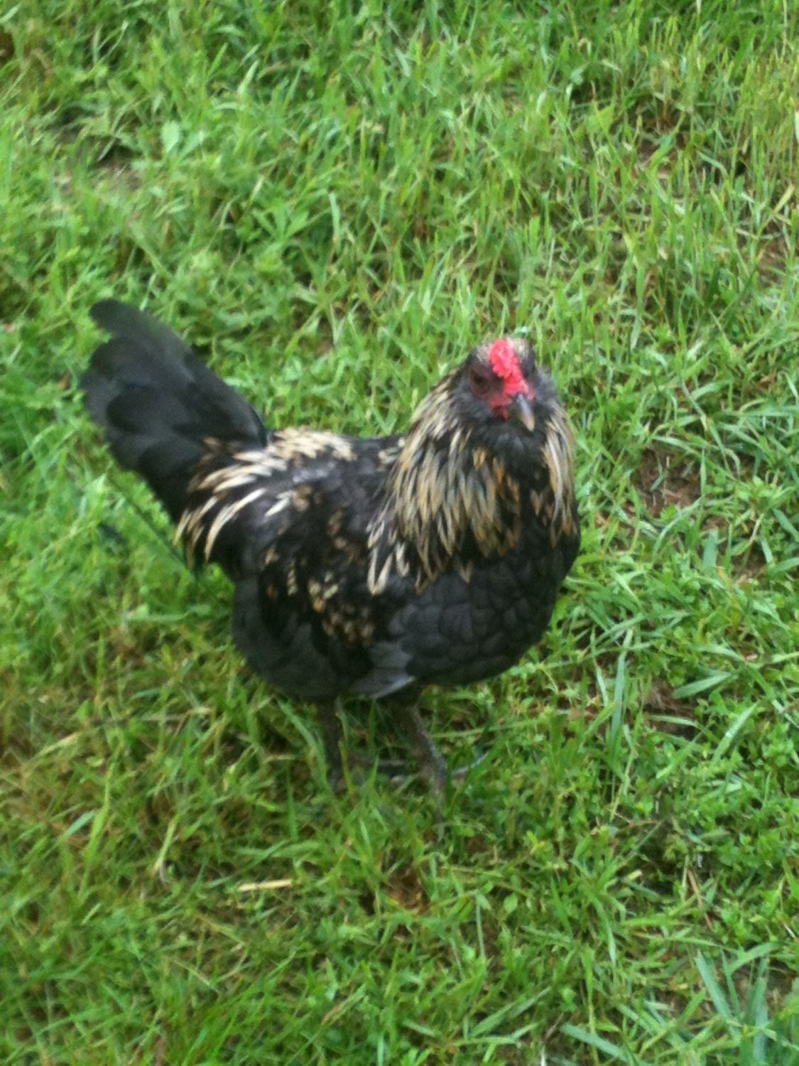 bantam ameraucana