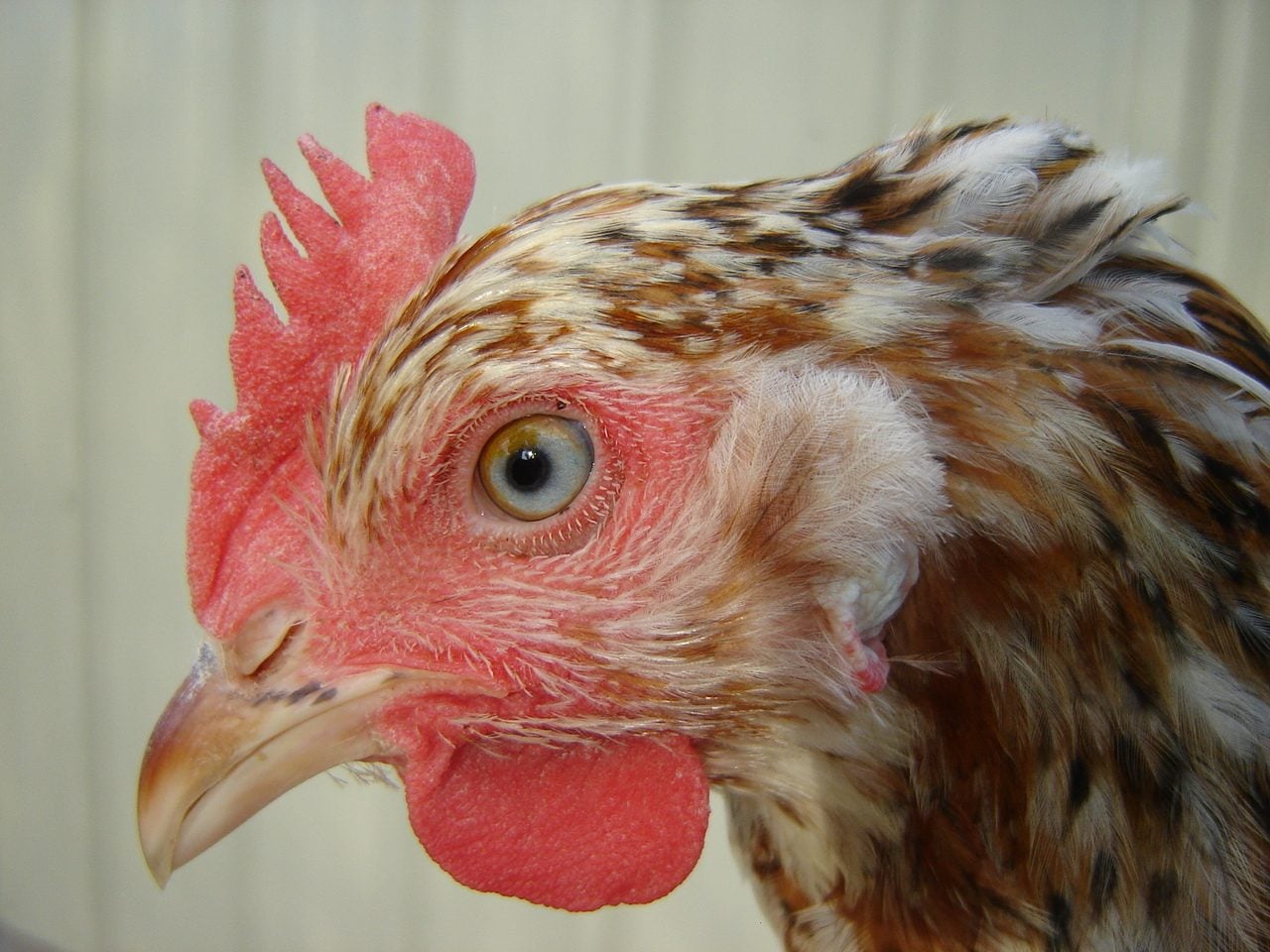 My Chicken Has Blue Eyes - Does Yours?