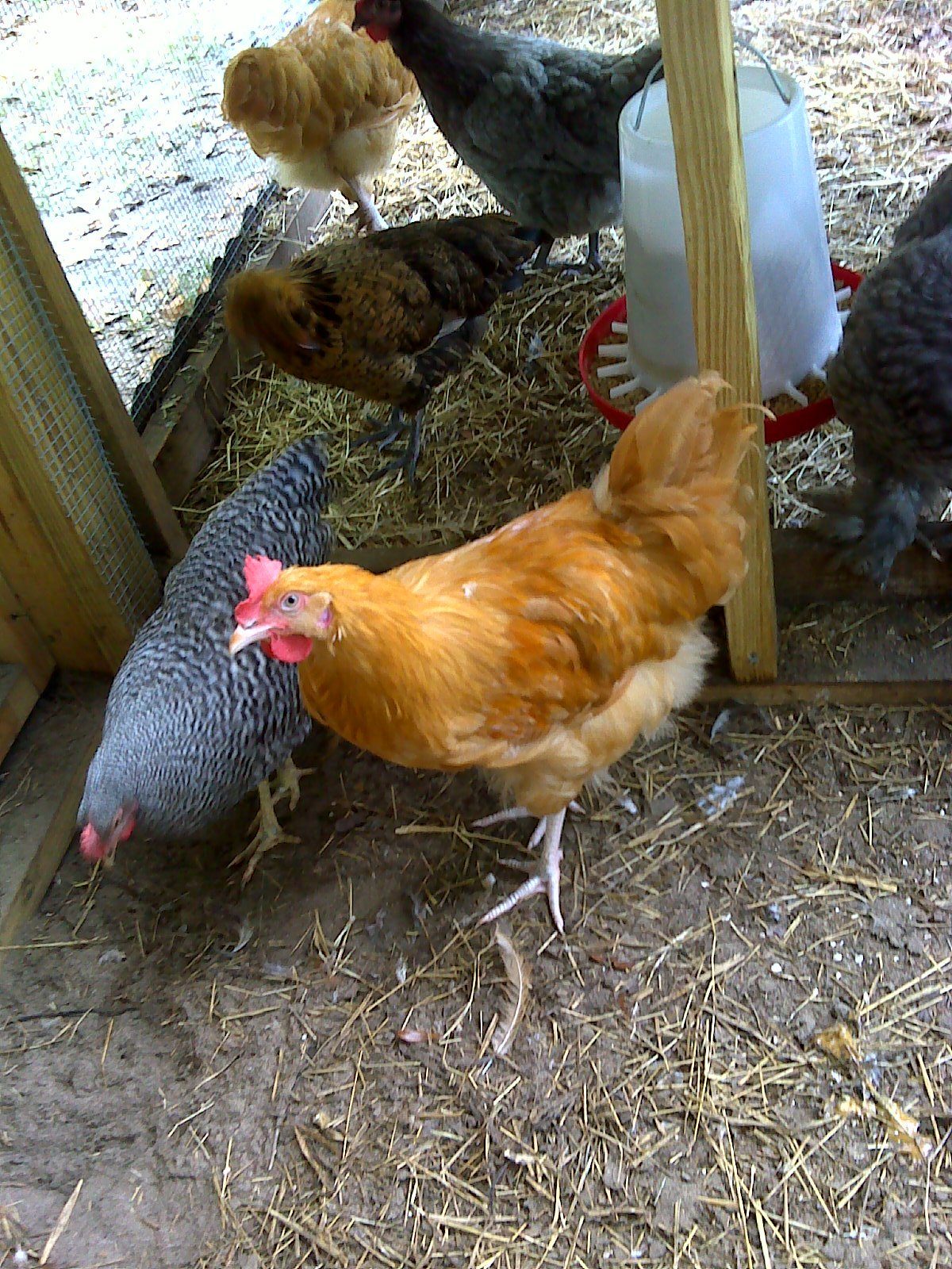 Buff Orpington Hen or Roo? | BackYard Chickens - Learn How to Raise ...