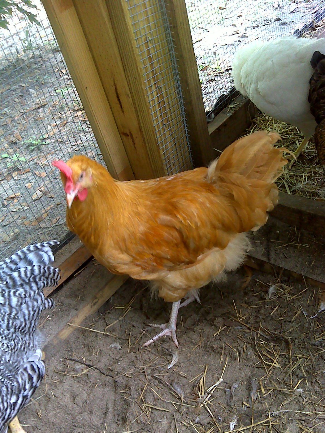 Buff Orpington Hen or Roo? | BackYard Chickens - Learn How to Raise ...