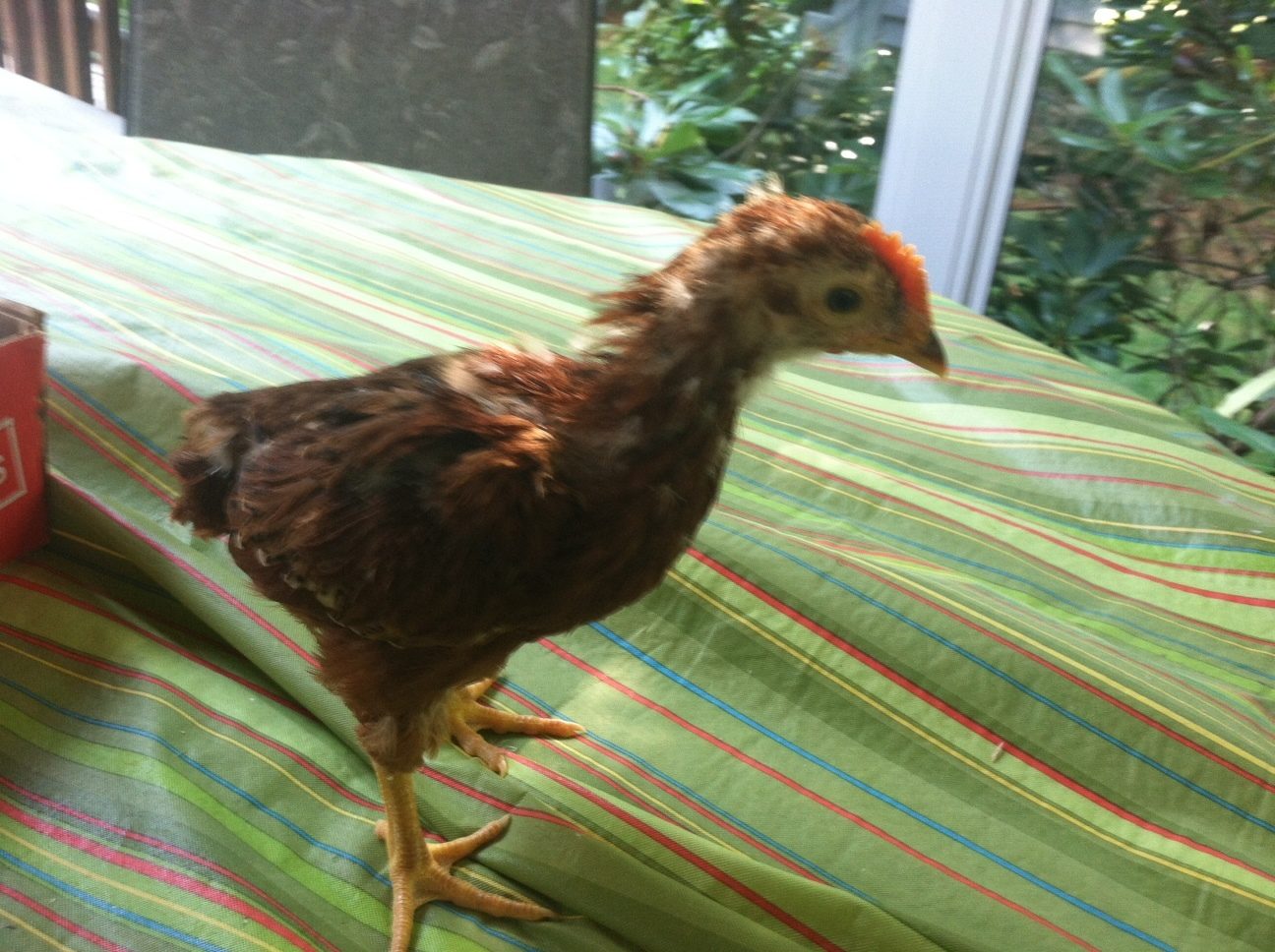 Rhode Island Red Roo? | BackYard Chickens - Learn How to Raise Chickens