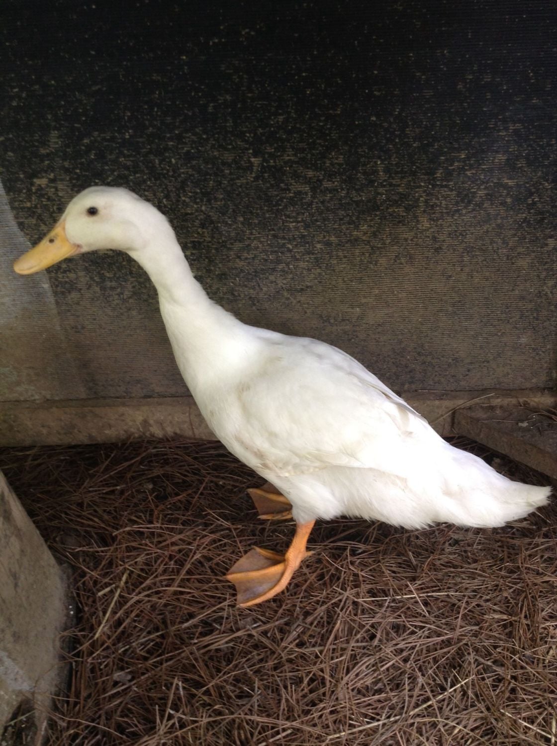 Pekin? Runner? | BackYard Chickens - Learn How to Raise Chickens