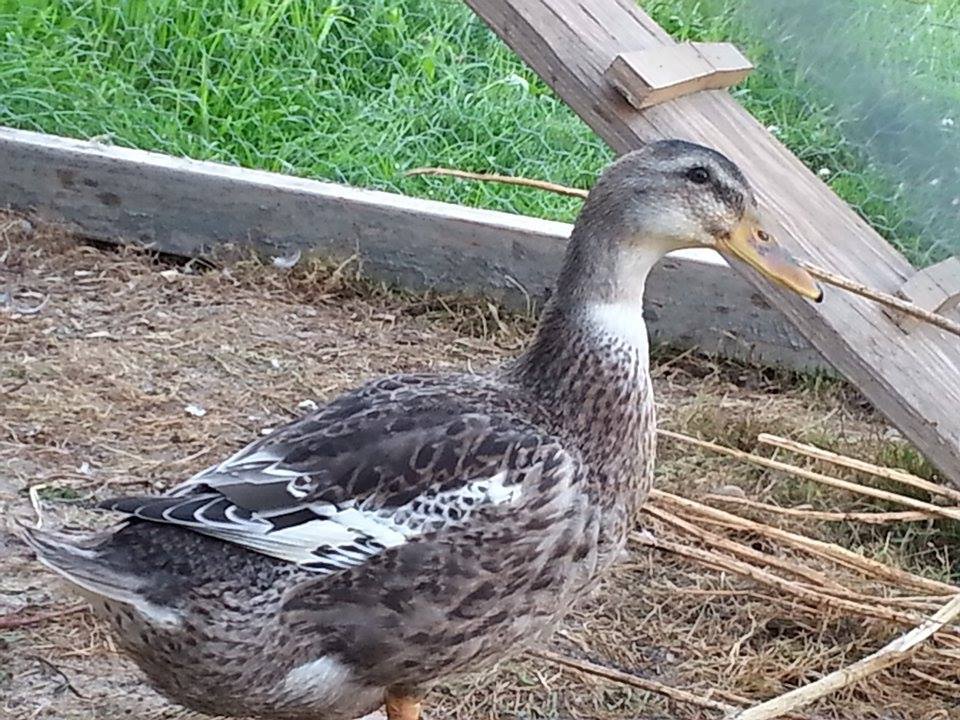 I was told this duck was welsh harlequin/pekin mix. It looks more like ...
