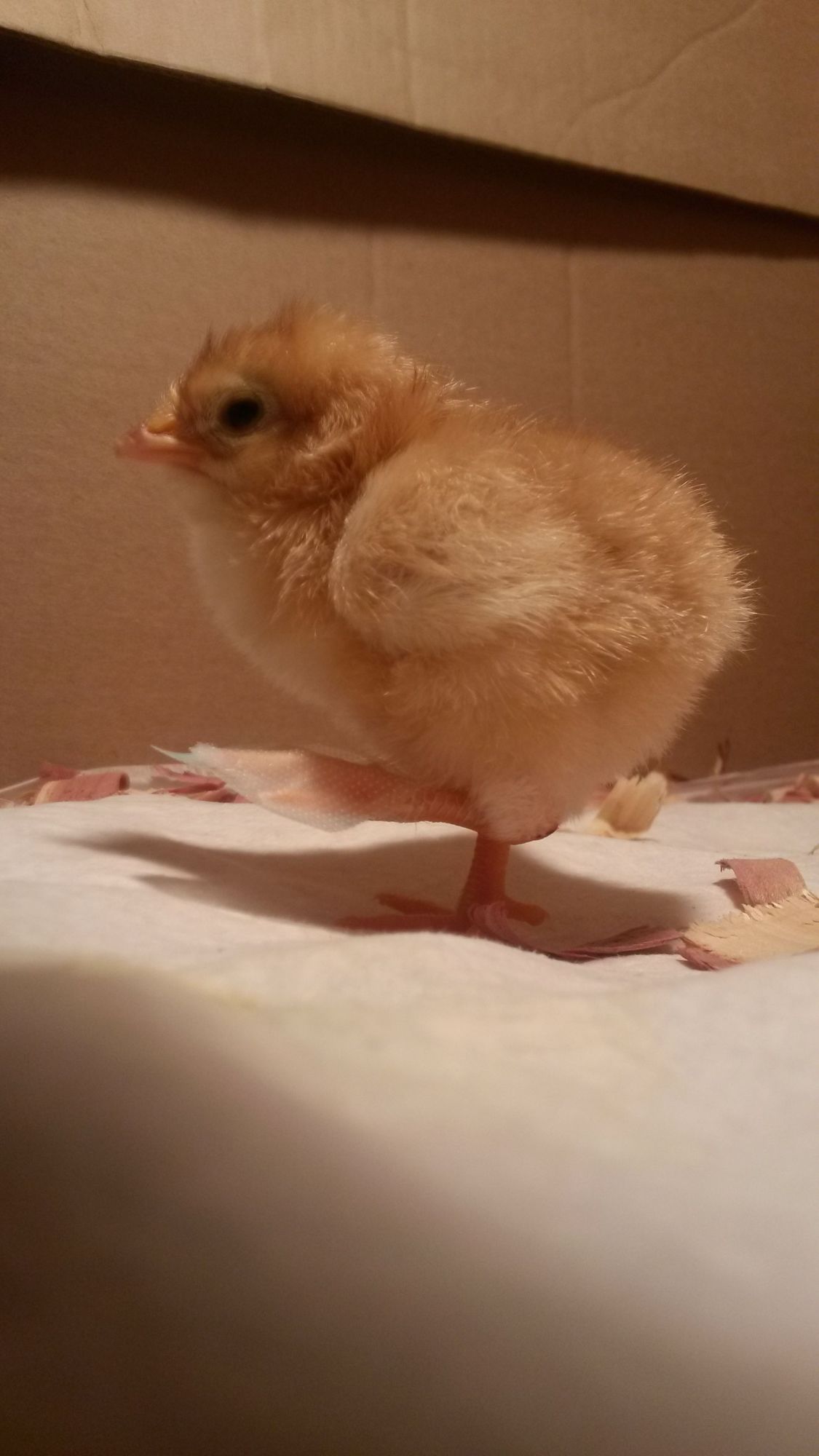 Broken, sprained, dislocated? pics included. | BackYard Chickens ...