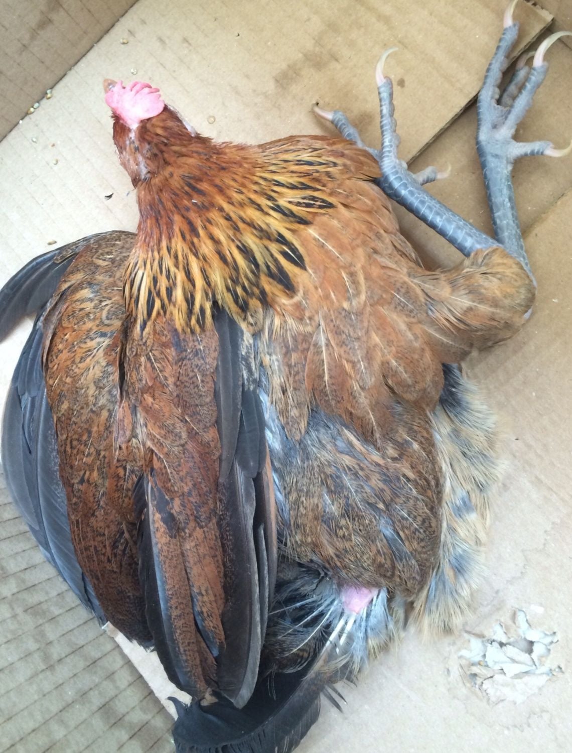 Chicken Sick & not being able to stand on its feet | BackYard Chickens ...