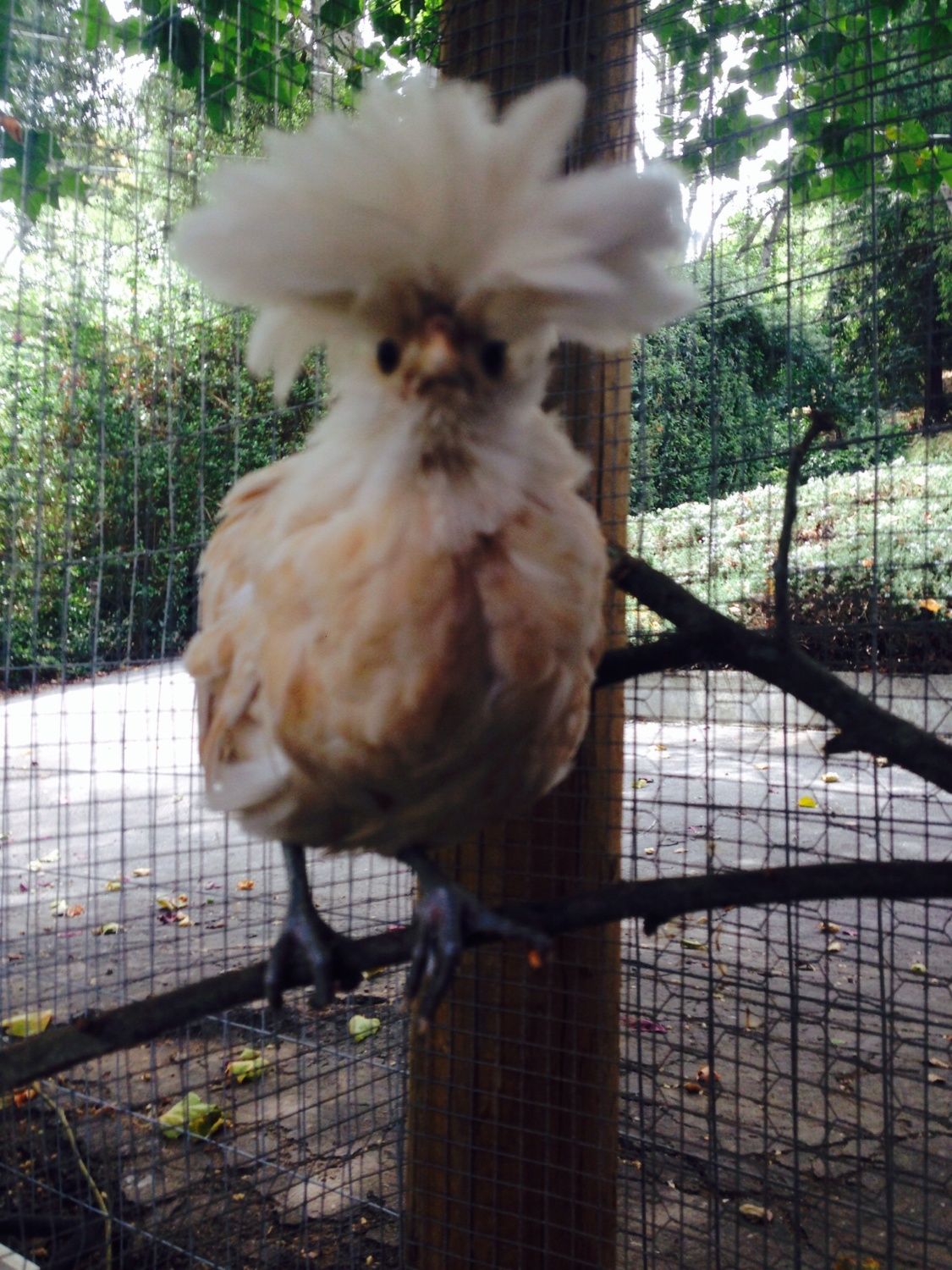 Polish pullet or roo | BackYard Chickens - Learn How to Raise Chickens