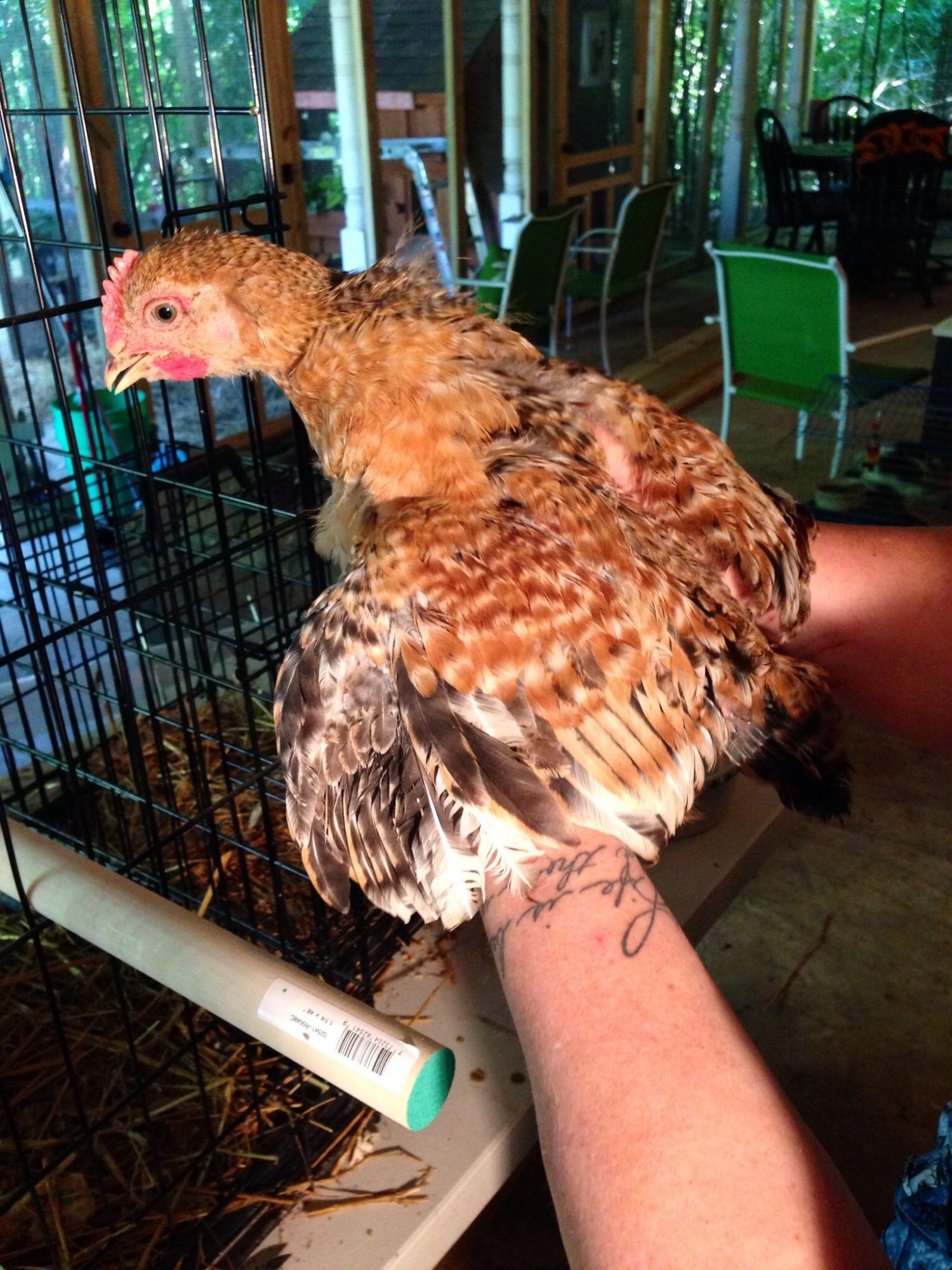 Is my 8 week old chick a hen or roo?! HELP! | BackYard Chickens - Learn ...