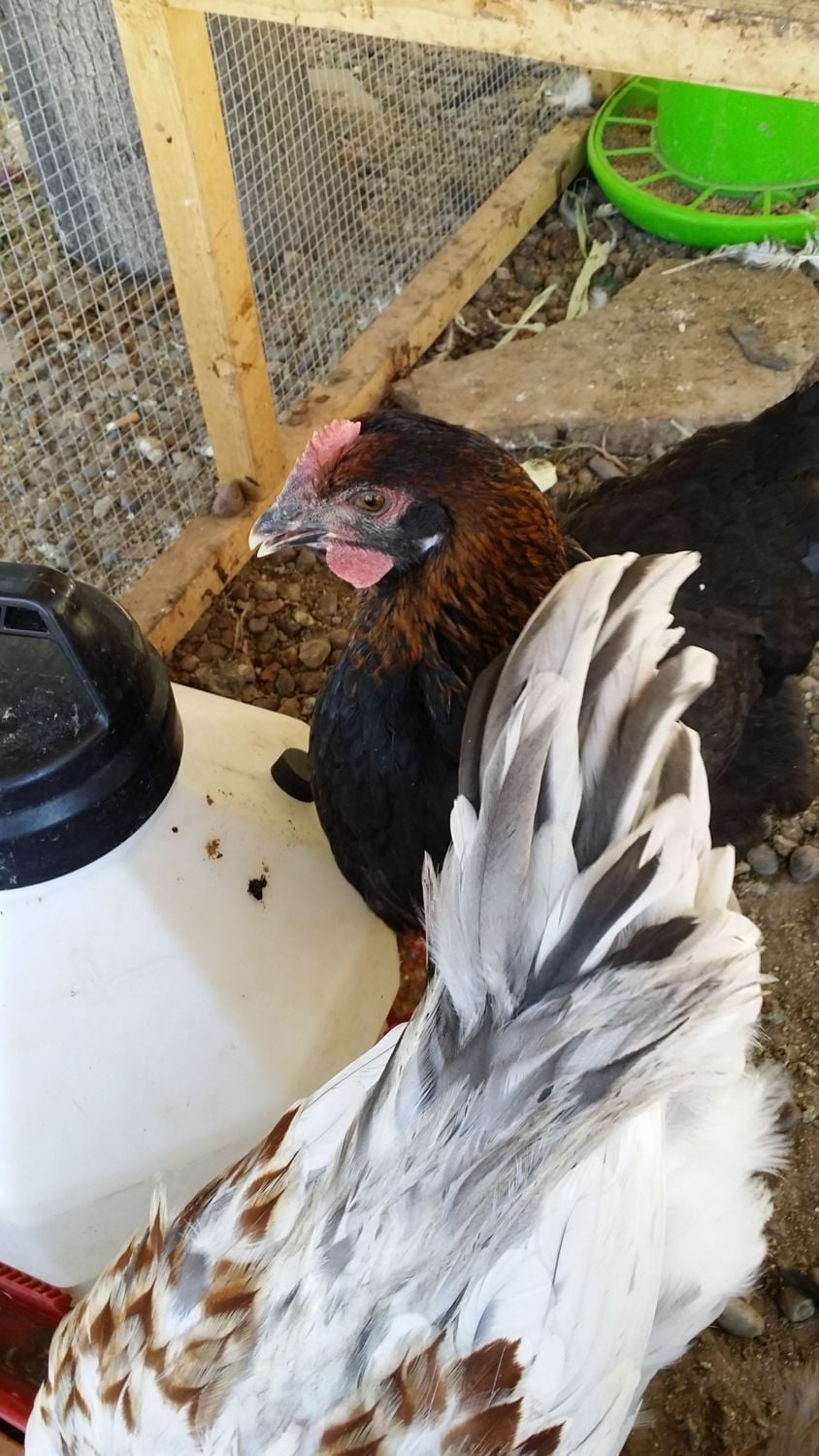 hen or roo?? | Page 2 | BackYard Chickens - Learn How to Raise Chickens