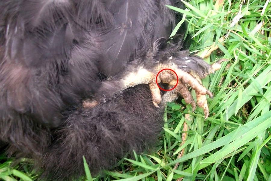 My Chicken is limping on one leg?? | BackYard Chickens - Learn How to ...