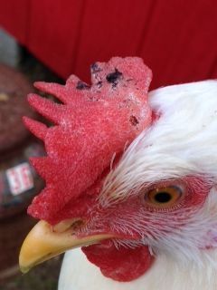 Black spots, drooping comb | BackYard Chickens - Learn How to Raise ...