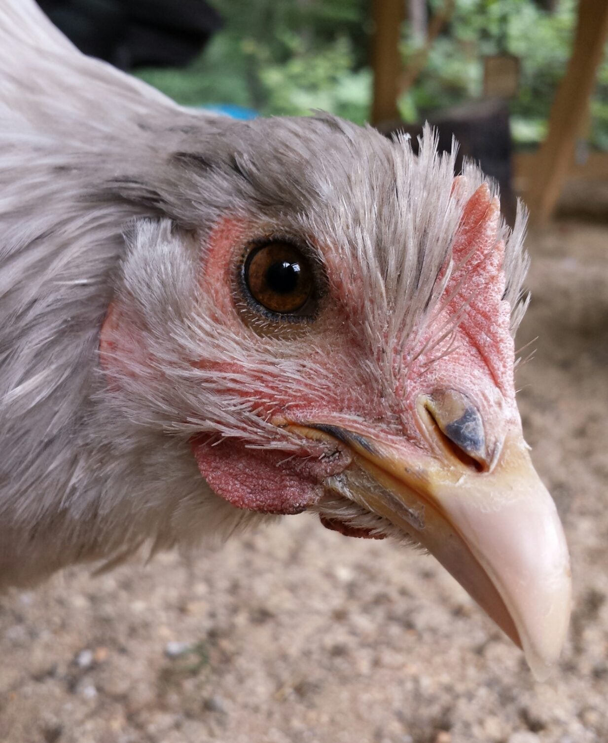 Does this hen's comb and wattles look too pale? | BackYard Chickens ...