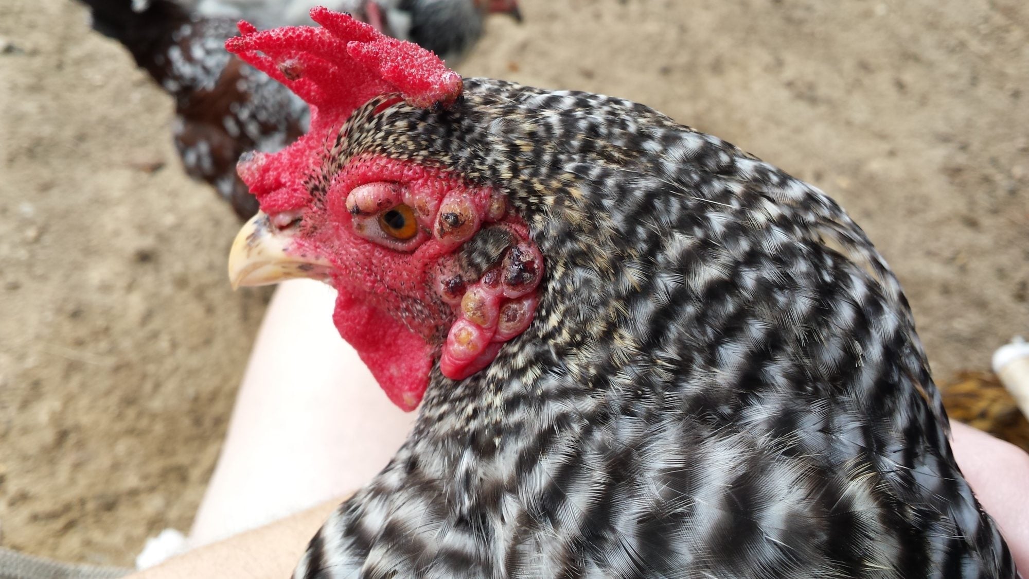 possible fowl pox | BackYard Chickens - Learn How to Raise Chickens