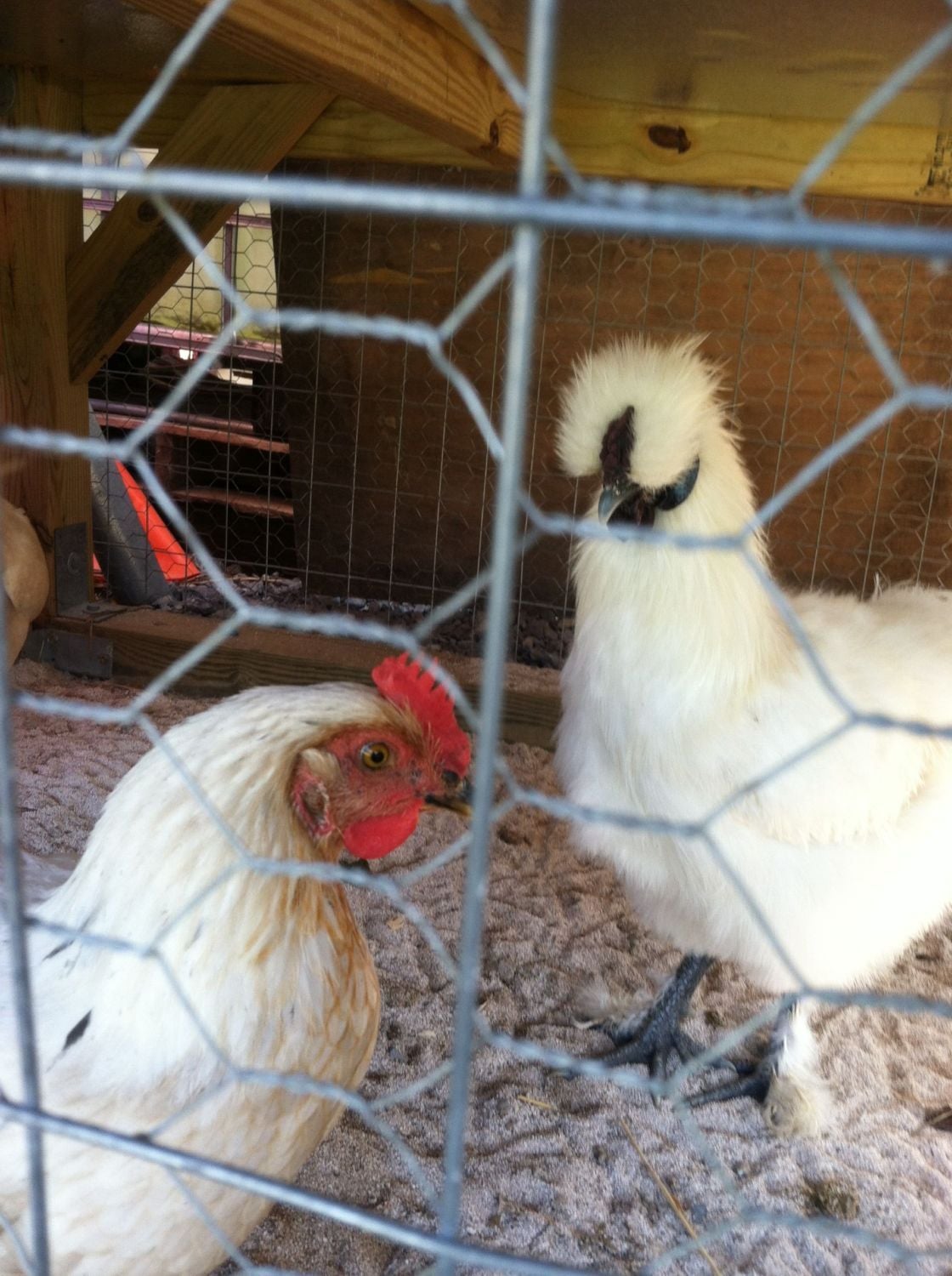 Bearded silkie rooster northern nj | BackYard Chickens - Learn How to ...