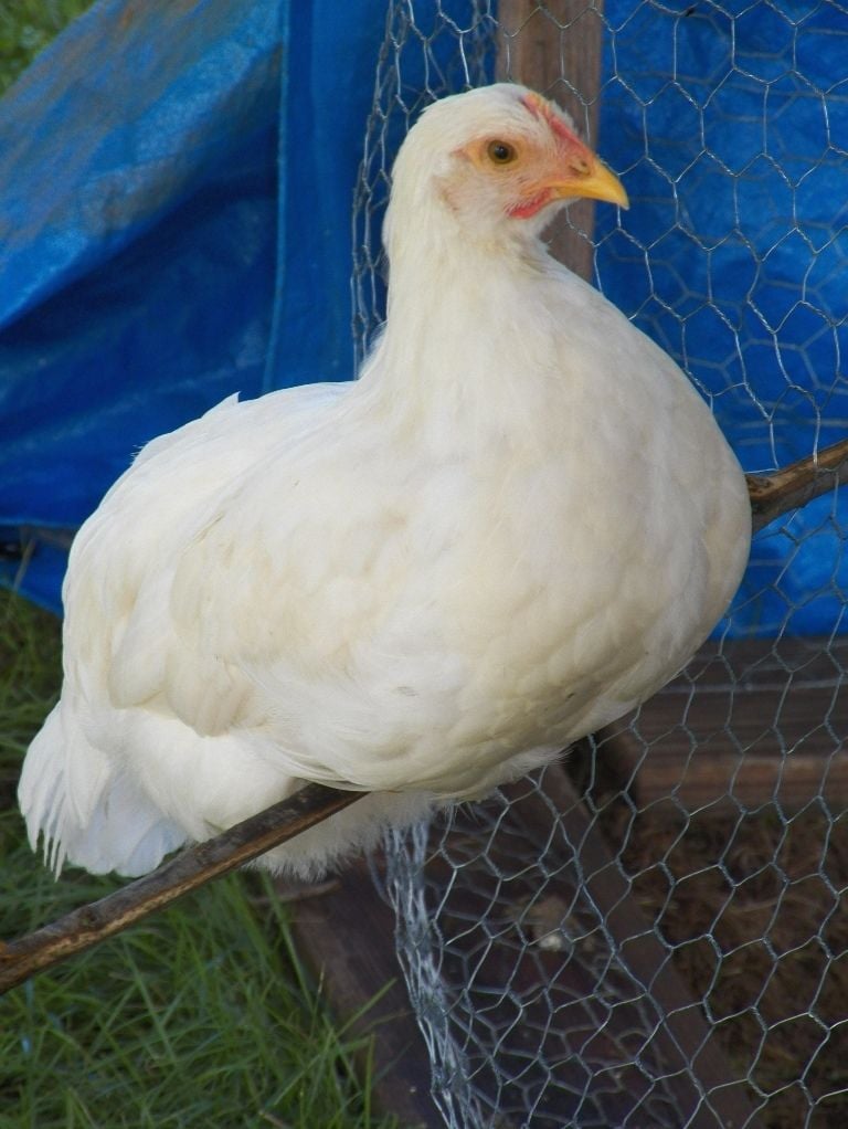 White Pullet with White Earlobes Laid Brown Eggs...what is she? | Page ...