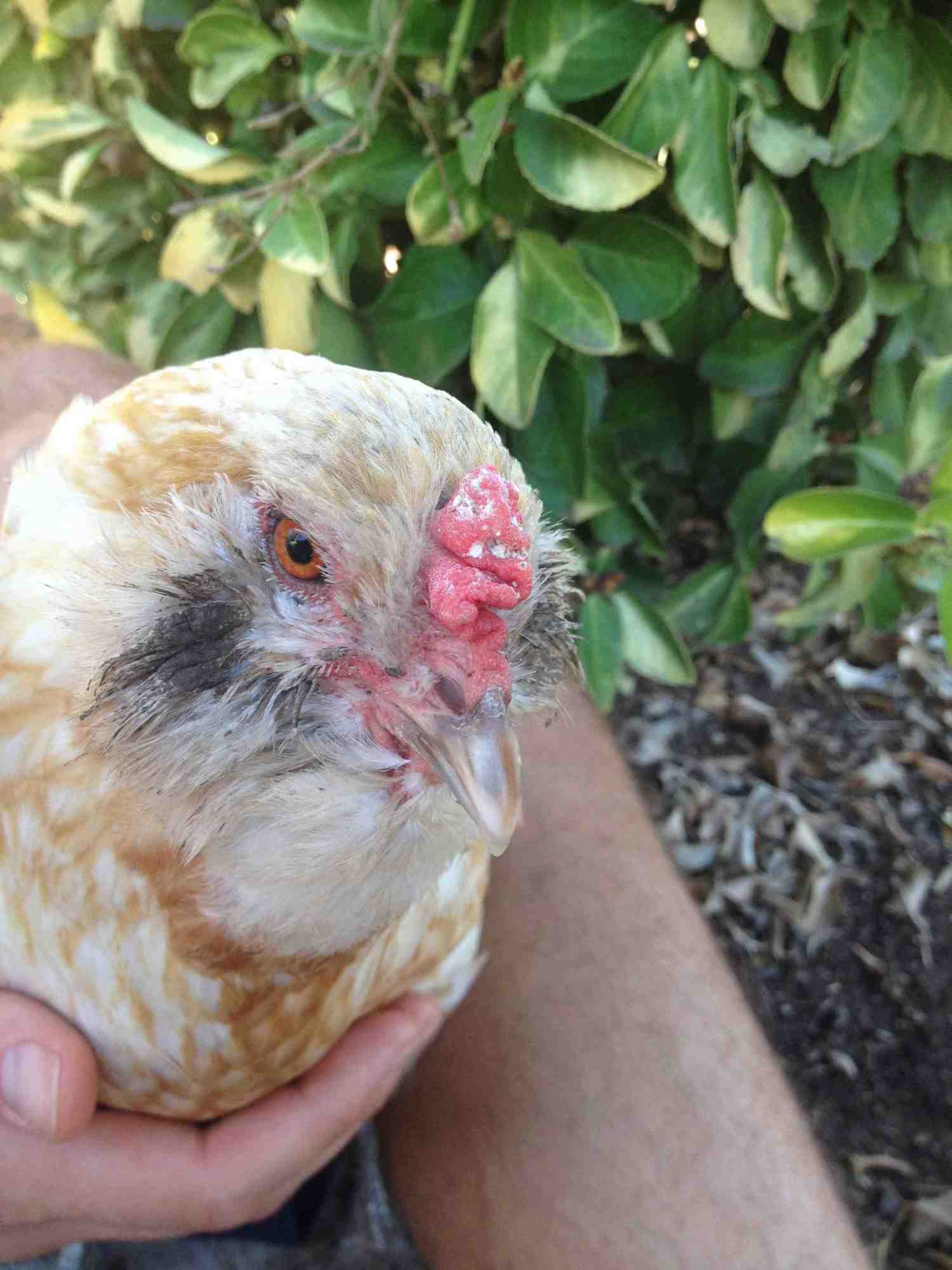Pimples, growths, fungus? Favus, Pox? Pics included | BackYard Chickens ...