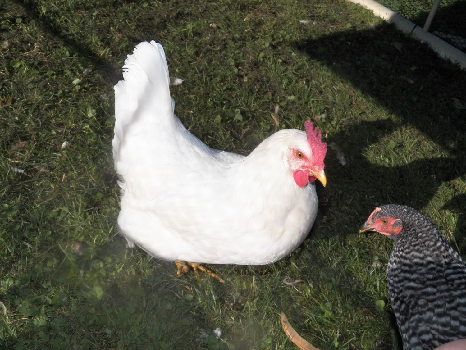 White Pullet with White Earlobes Laid Brown Eggs...what is she ...