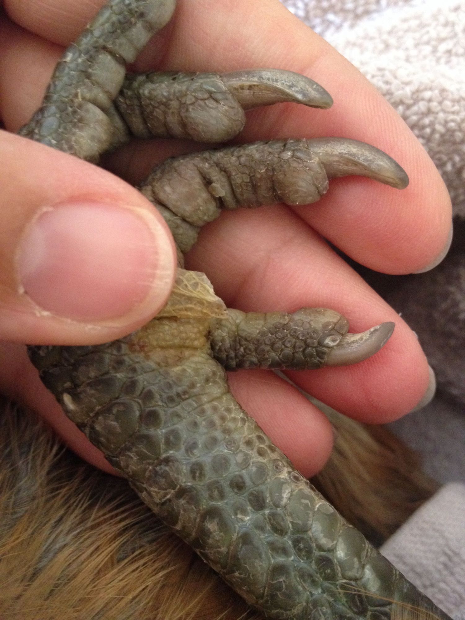 Injured foot UPDATE...Infected | Page 2 | BackYard Chickens - Learn How ...