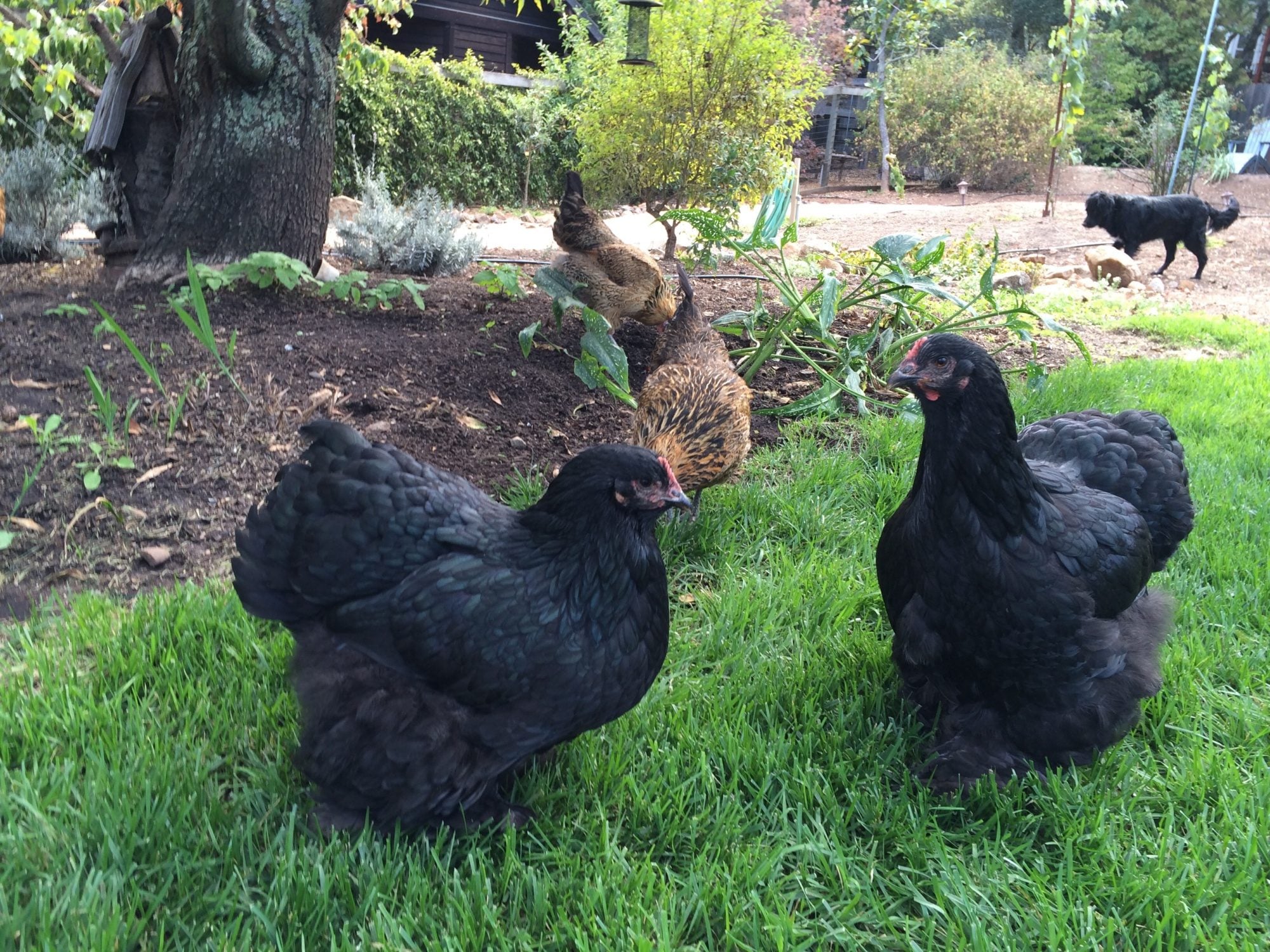 Feathered Bowling Balls-roosters or hens? | BackYard Chickens - Learn ...