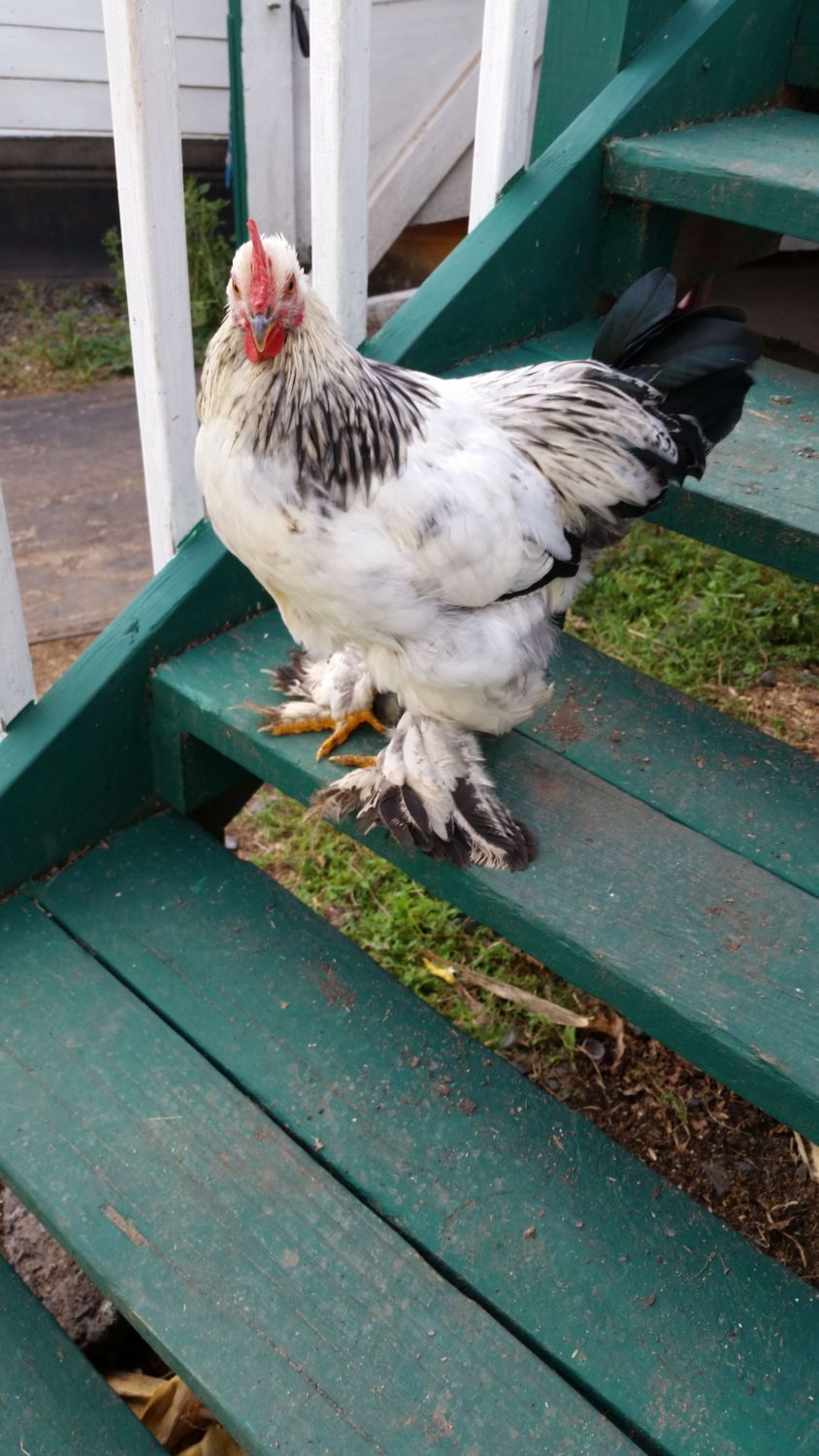 columbian cochin hen or roo | BackYard Chickens - Learn How to Raise ...