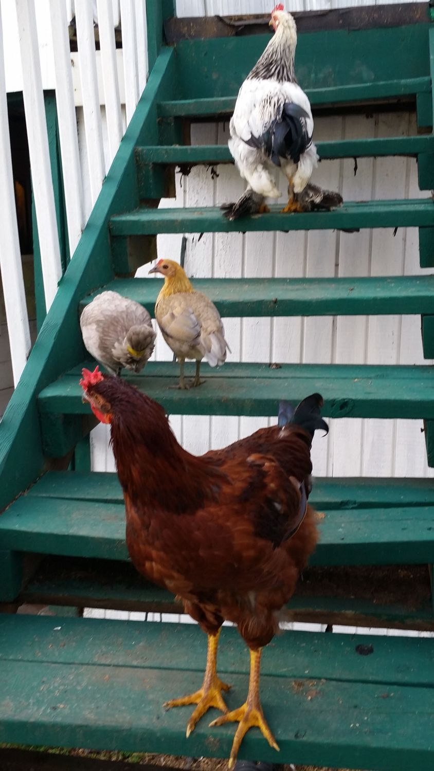 columbian cochin hen or roo | BackYard Chickens - Learn How to Raise ...