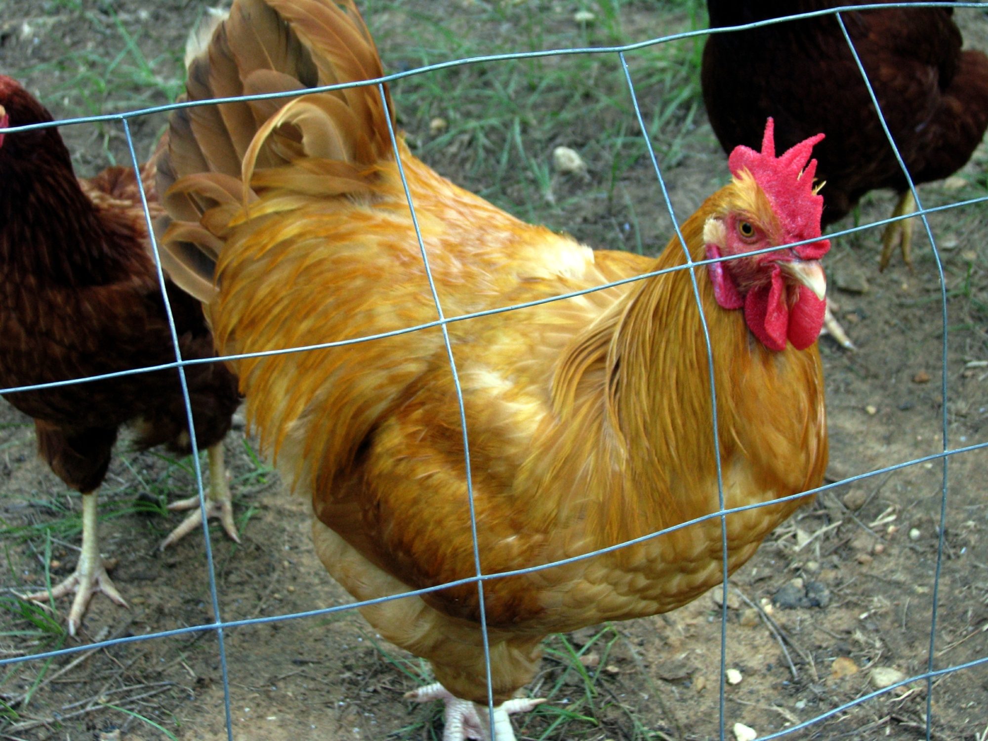 Rooster Or Hen Backyard Chickens Learn How To Raise Chickens