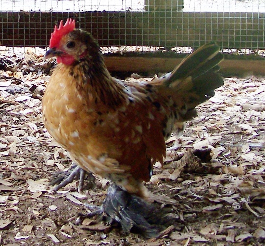 Looking for Dutch Booted Bantams aka Sablepoots | BackYard Chickens ...