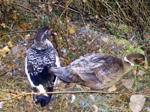 Rippled Muscovy | BackYard Chickens - Learn How to Raise Chickens