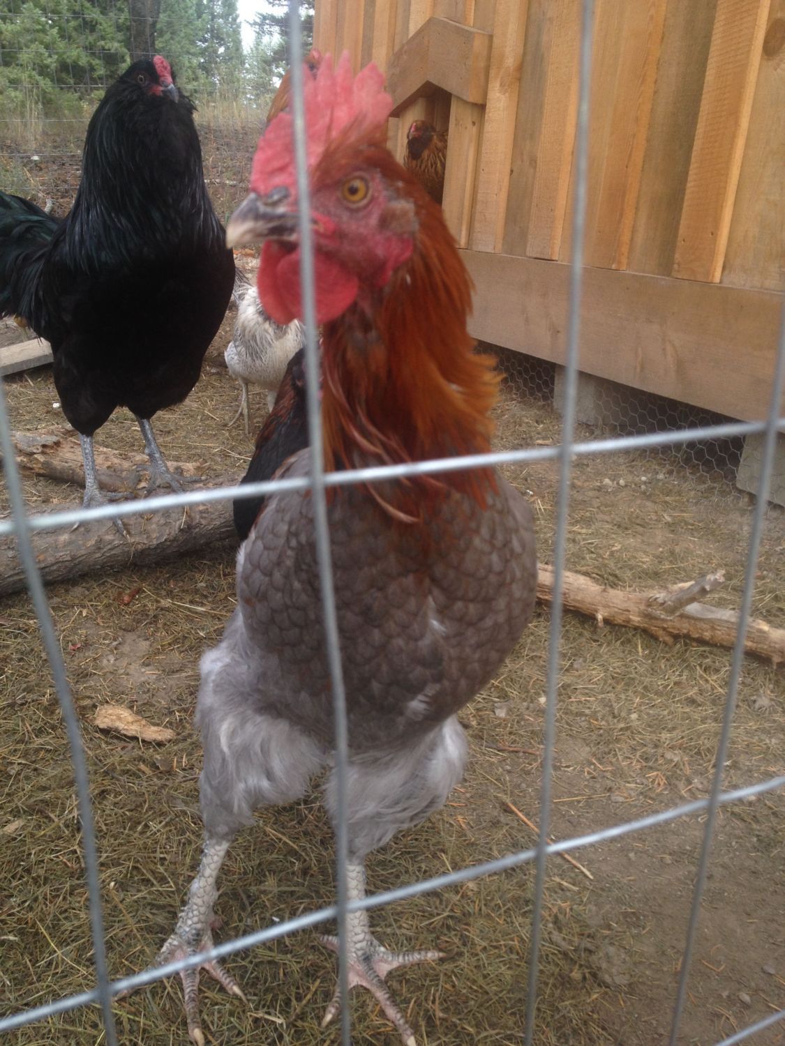 Splash copper maran Rooster or Pullet? | BackYard Chickens - Learn How ...