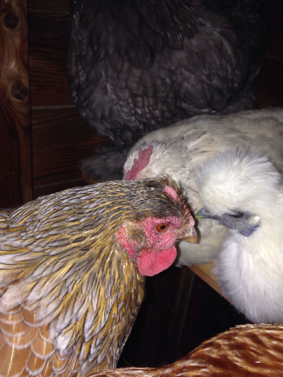 Lump on cheek | BackYard Chickens - Learn How to Raise Chickens