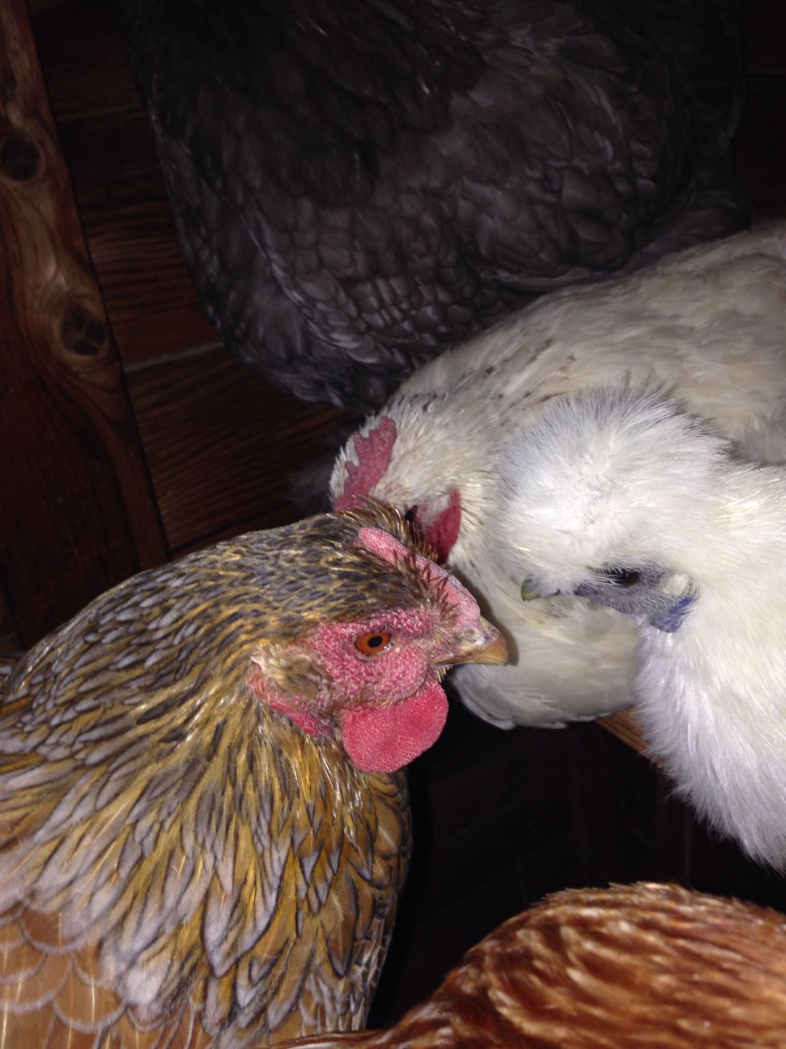 Lump on cheek | BackYard Chickens - Learn How to Raise Chickens