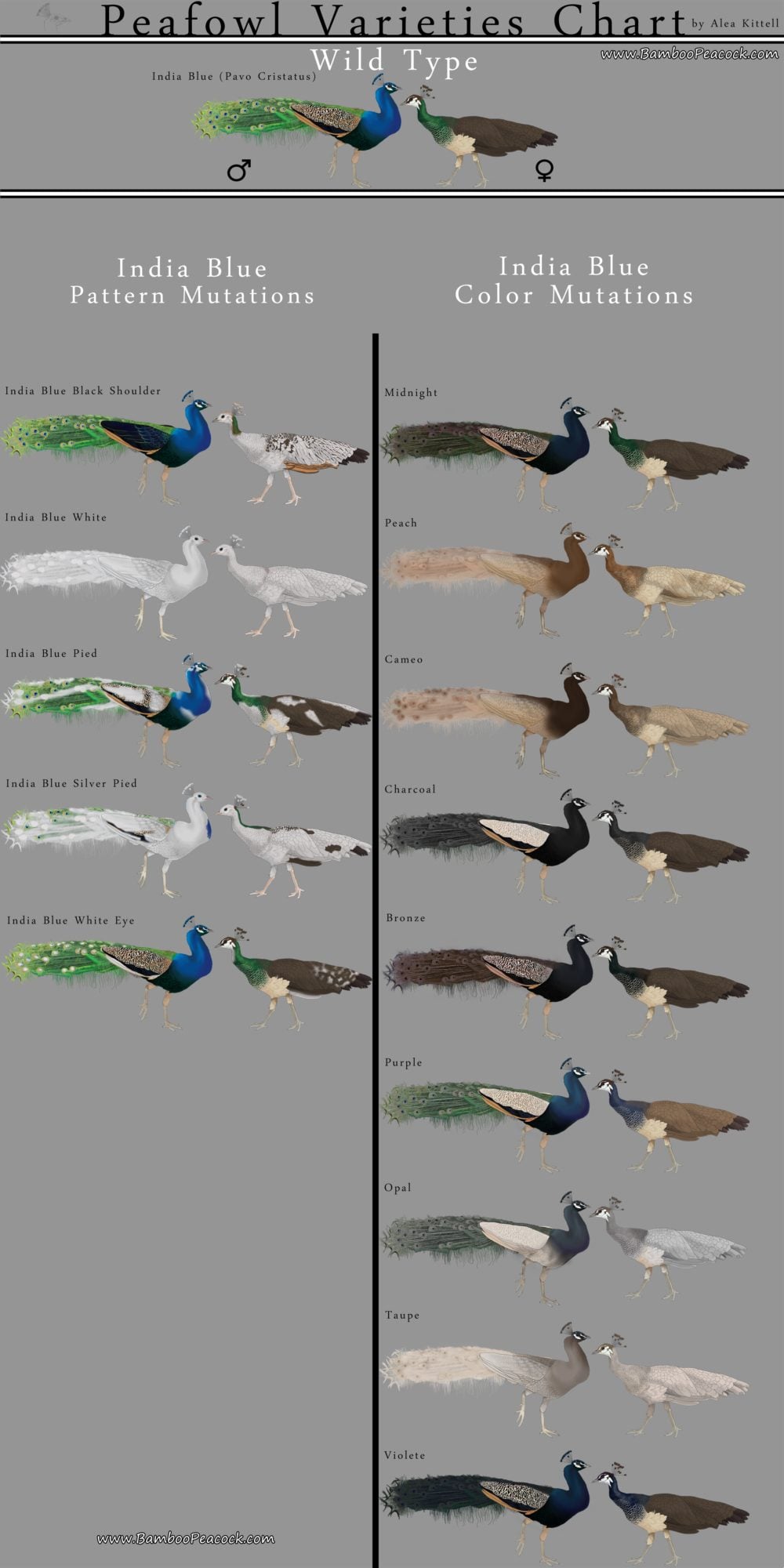 Peafowl Varieties Chart