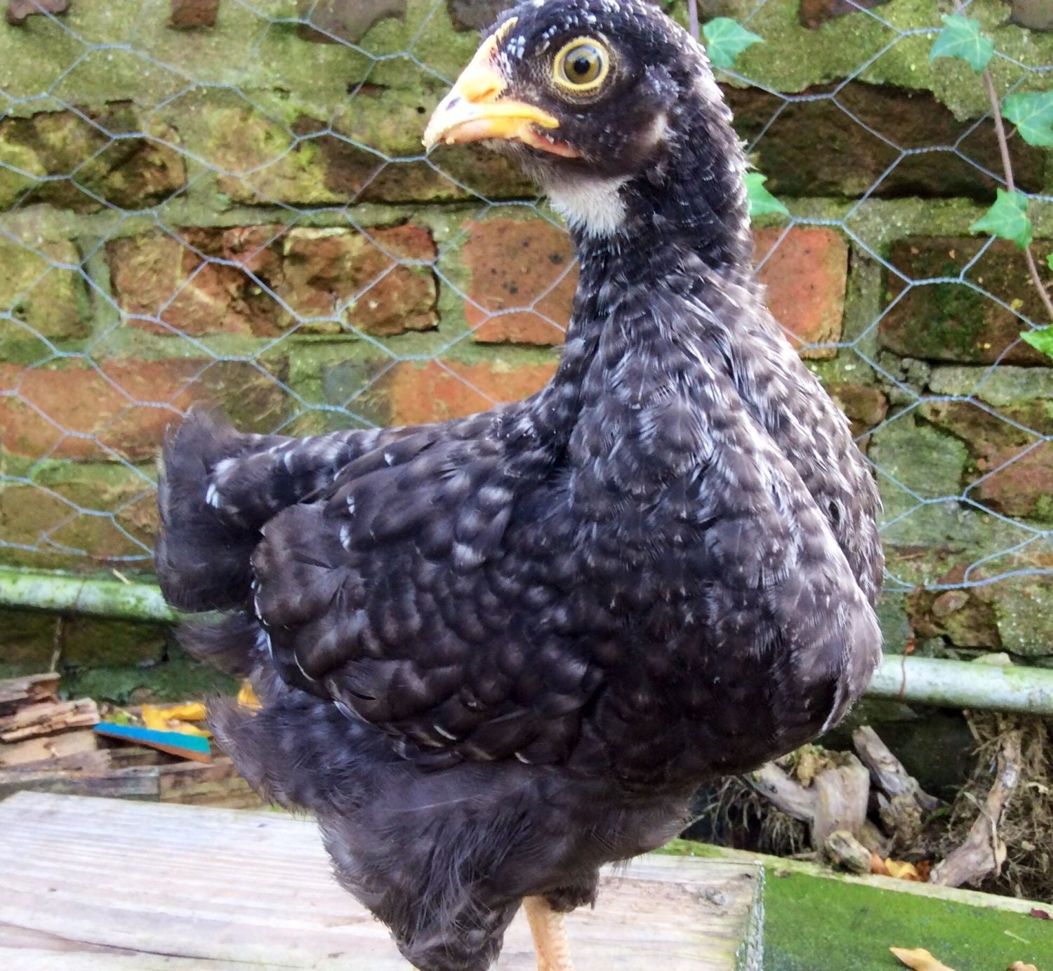 Tried to sell my 5 week old cuckoo maran - thing as a cockerel, I get ...
