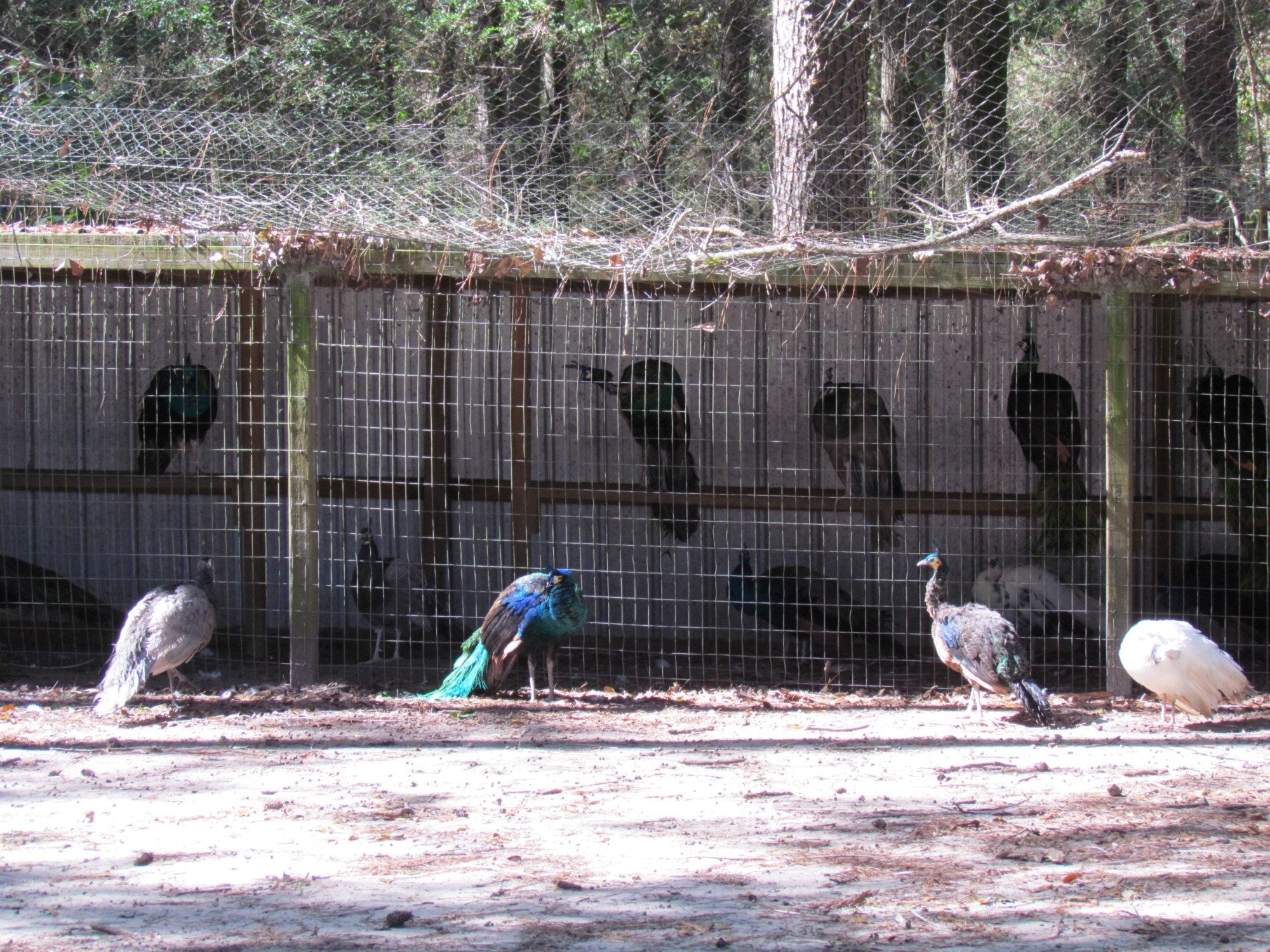 Farm Day 2014 Photos (mainly of peafowl) | BackYard Chickens - Learn ...